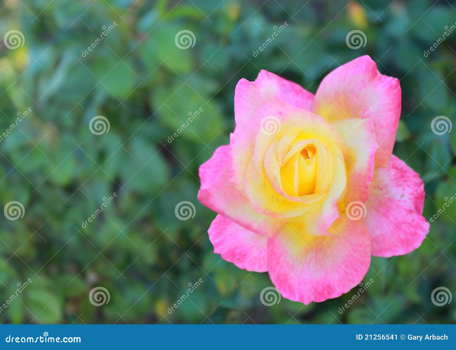 Glowing Rose stock image. Image of seasonal, vivid, color - 21256541