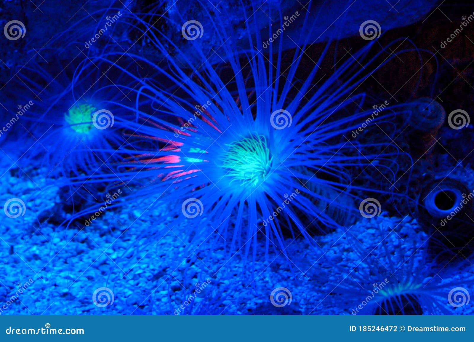 Glowing Sea Creatures from the Deep Stock Photo - Image of water ...