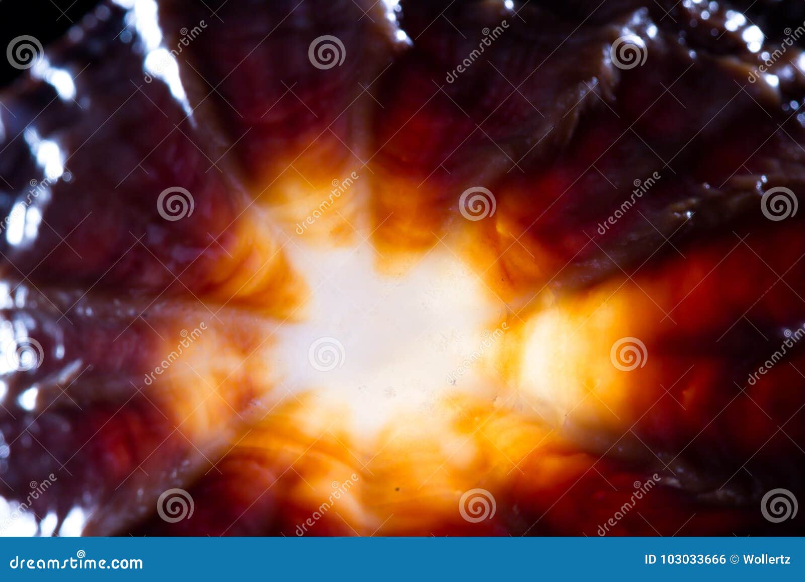 Glowing sea shell stock photo. Image of stripes, background - 103033666