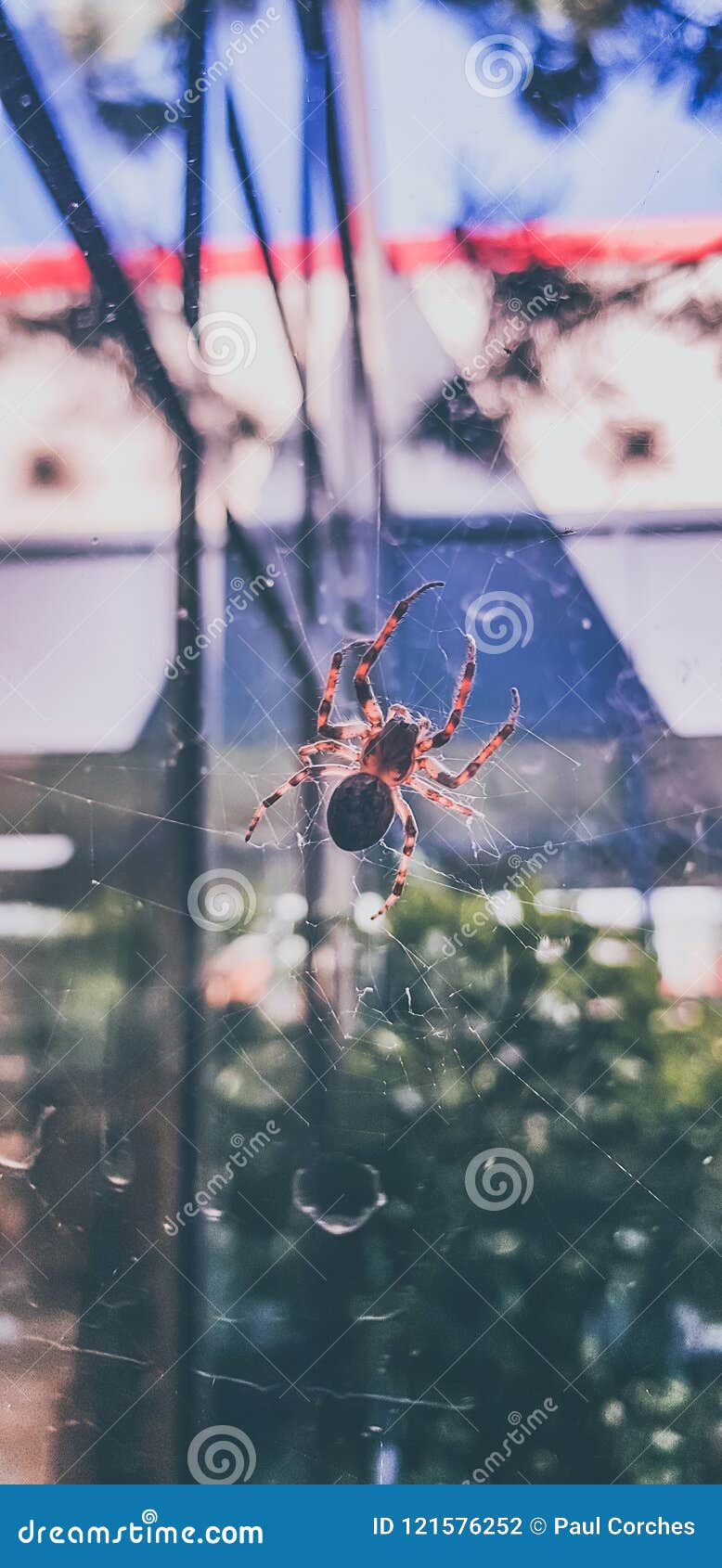 Glowing spider stock photo. Image of view, garden, japanese - 121576252