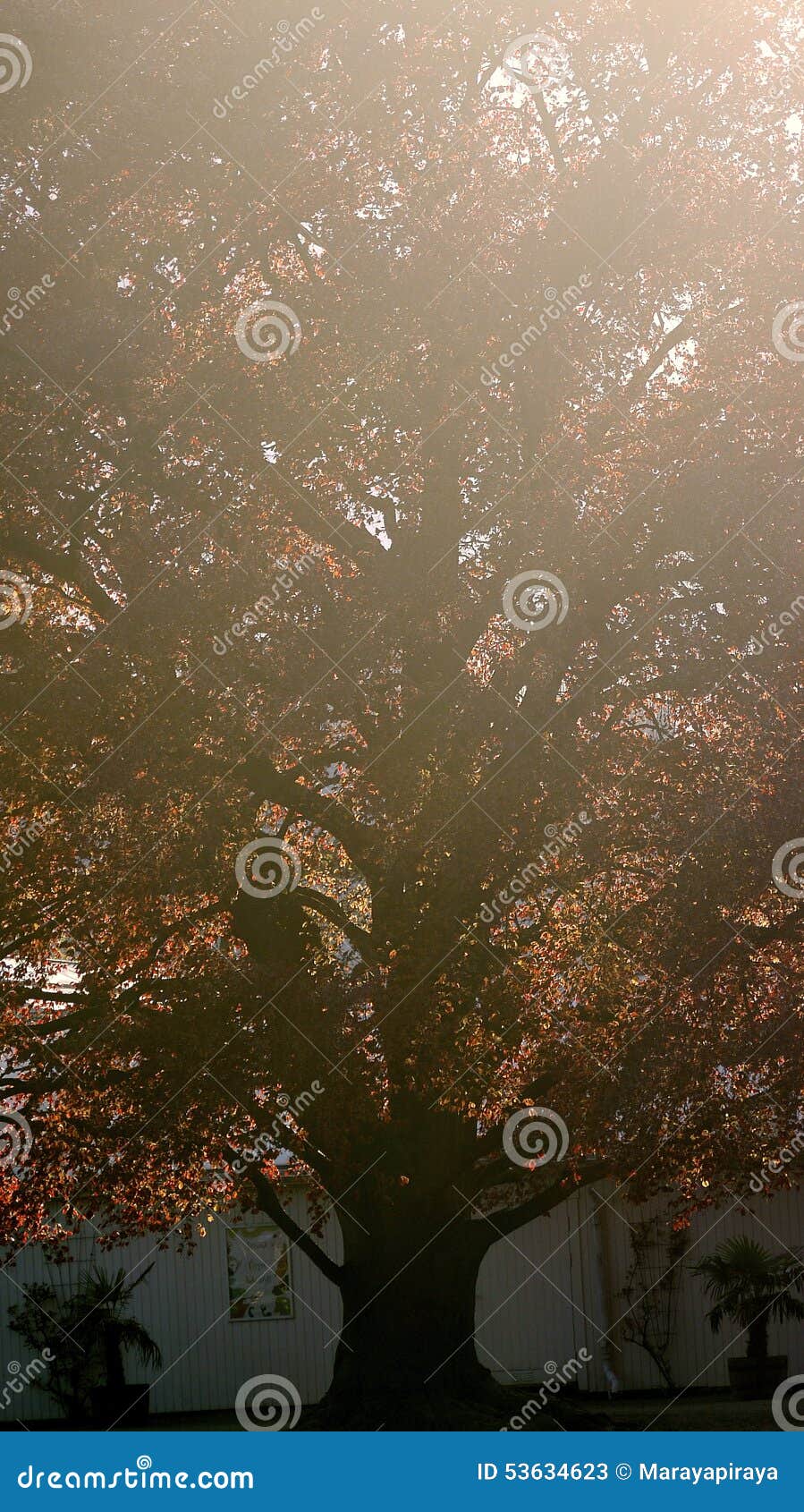 Glowing tree red maple. stock image. Image of silohuette - 53634623