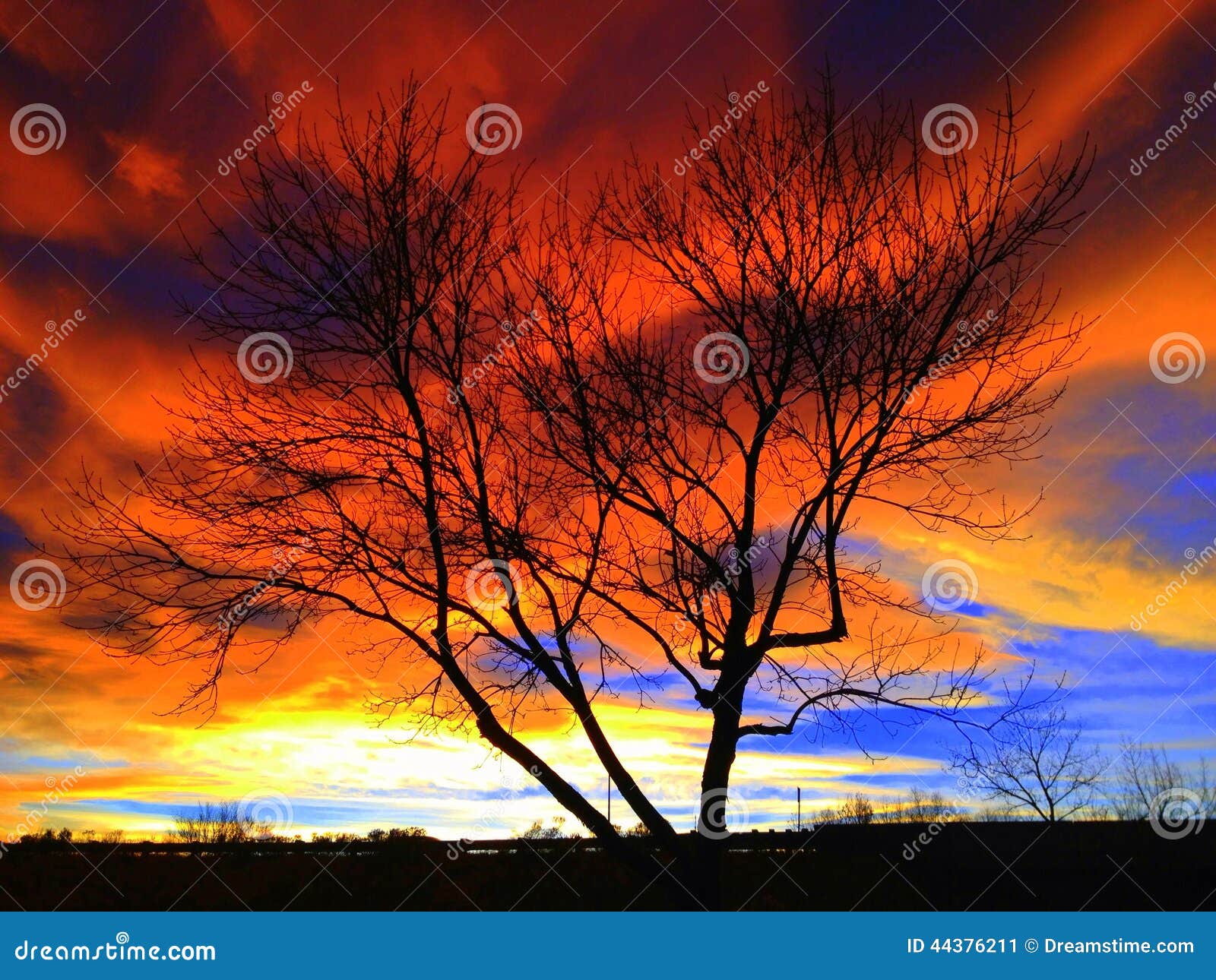 Glowing Tree stock image. Image of glowing, sunset, denver - 44376211