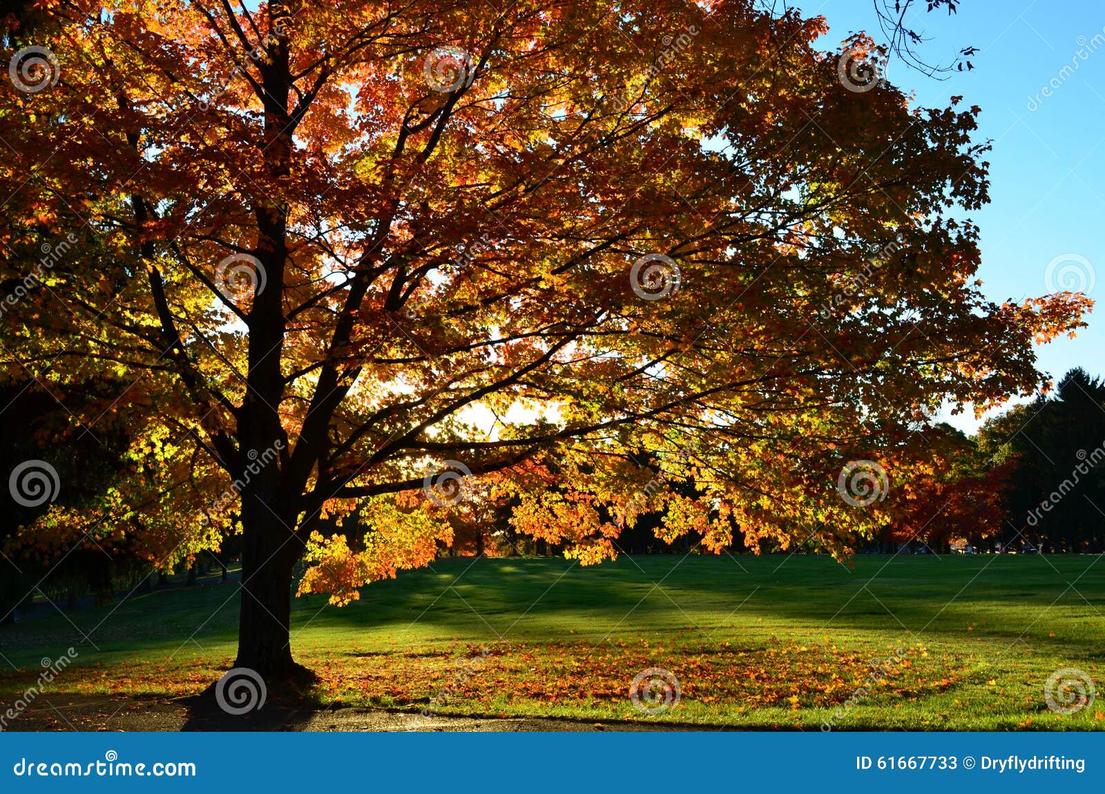 Glowing trees of october stock image. Image of tree, october - 61667733