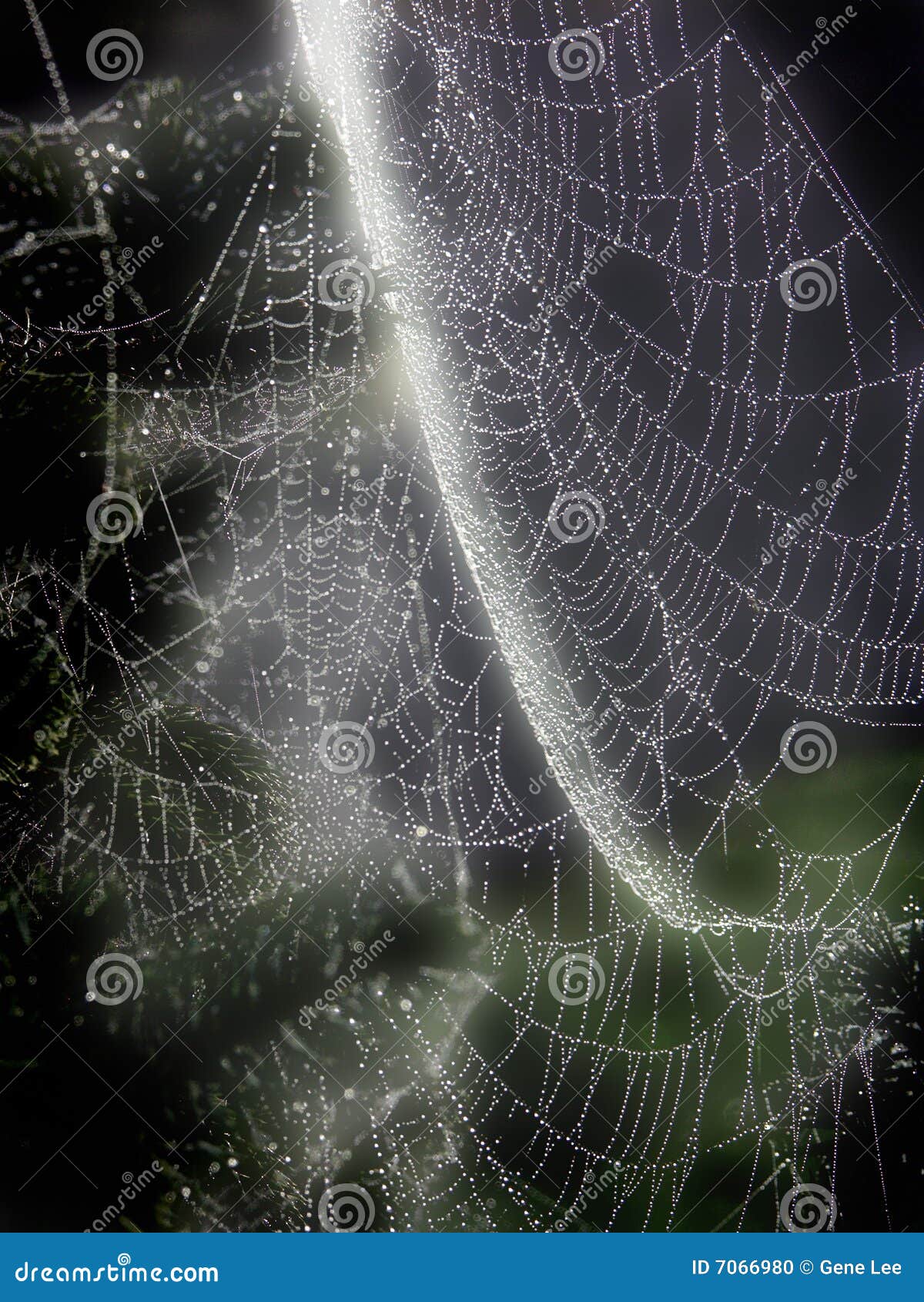 Glowing Web stock photo. Image of unusual, spider, sparkling - 7066980