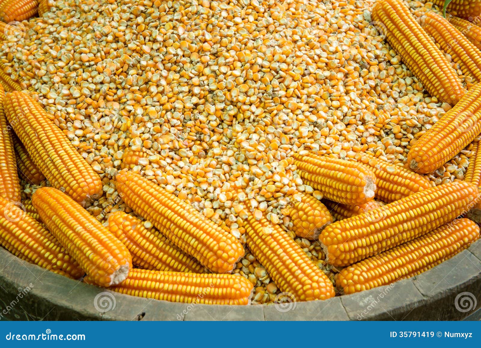 Glowing yellow corn seed stock image. Image of isolated - 35791419