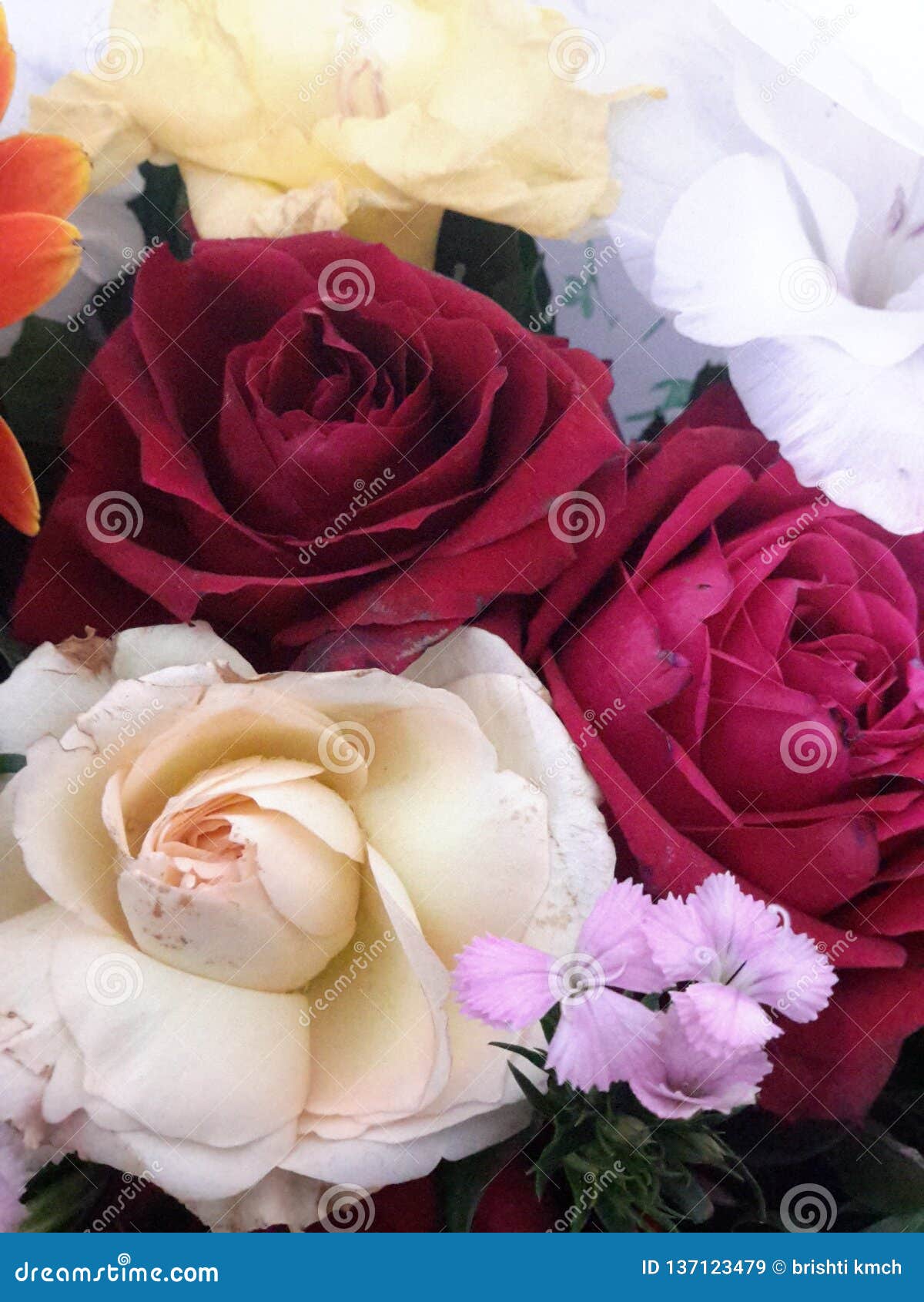 Roses stock image. Image of roses, glowing, yellow, combination - 137123479