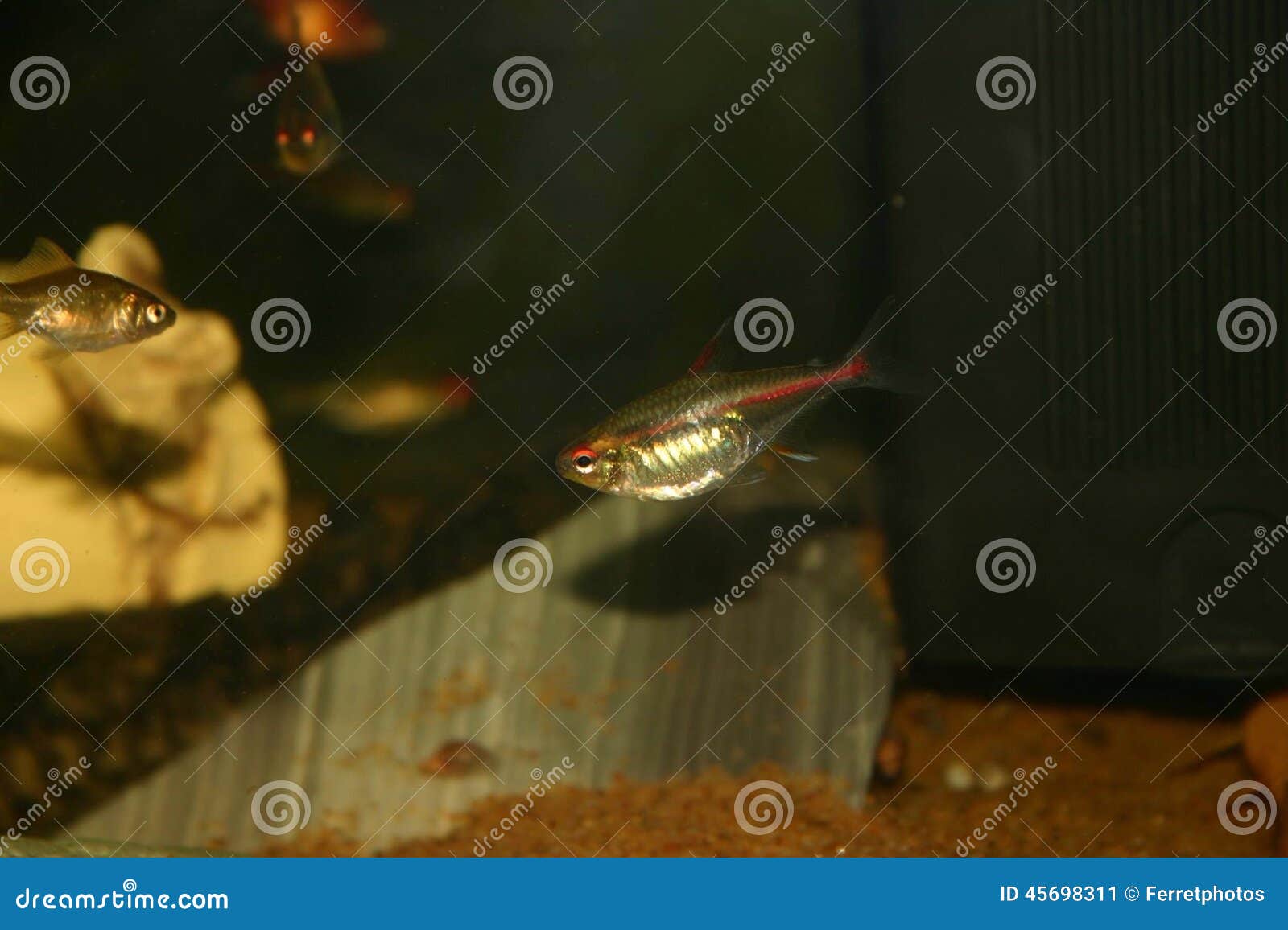 Glowlight tetra stock image. Image of fish, glowlight - 45698311
