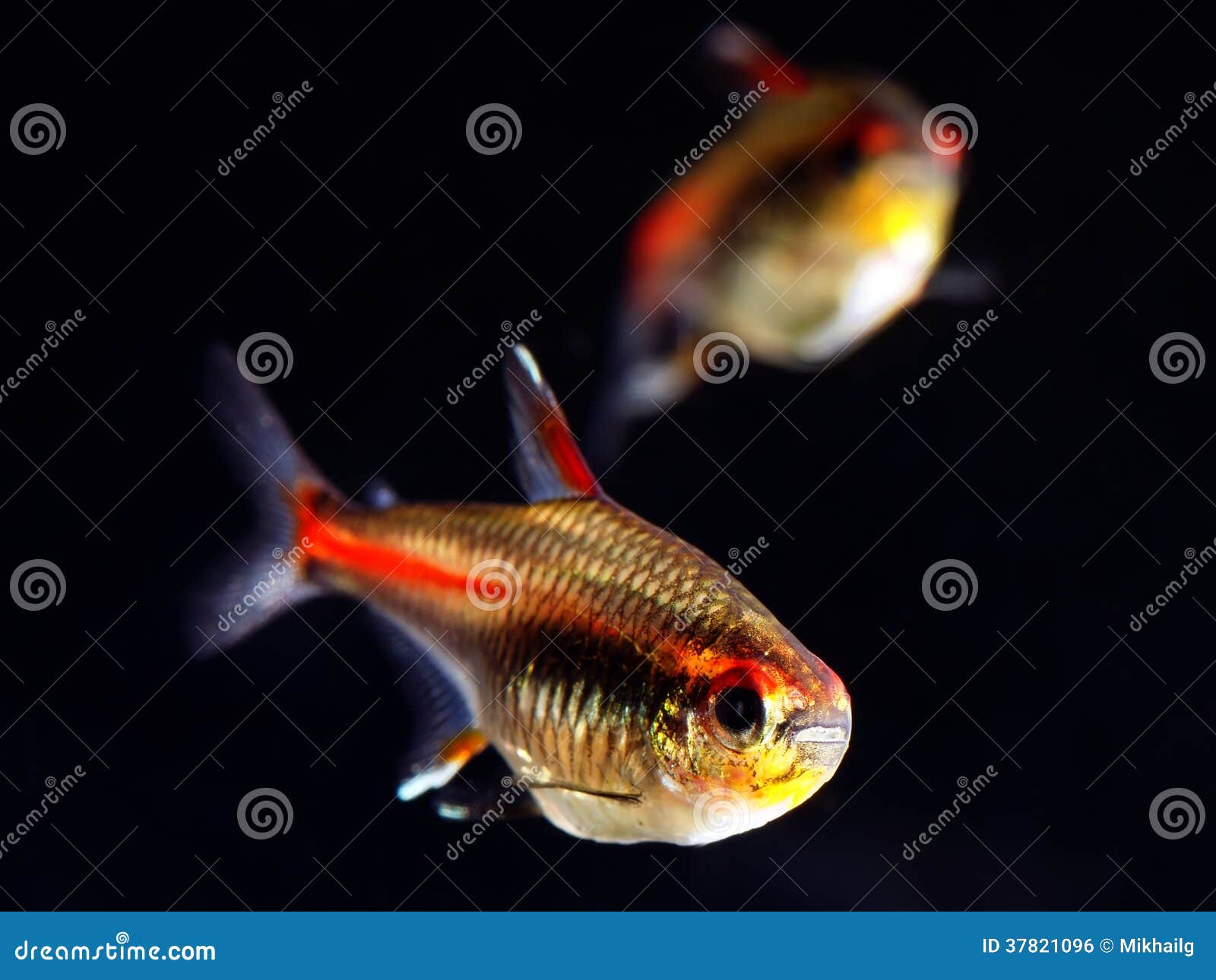 Glowlight Tetra fish stock photo. Image of hemigrammus - 37821096