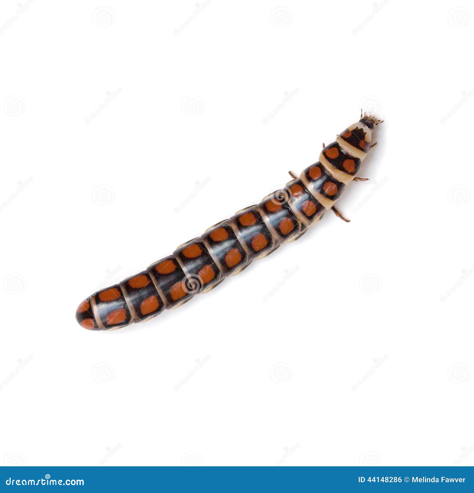 Glowworm stock photo. Image of view, larviform, coleoptera - 44148286