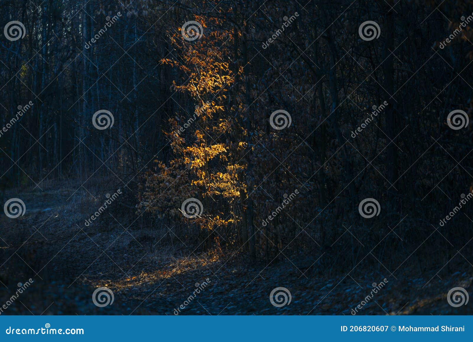 Glowy Tree in a Dark Forest Stock Image - Image of sunset, park: 206820607
