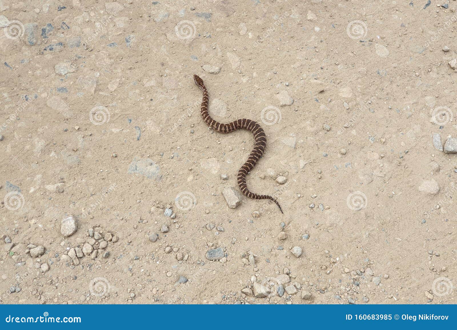 Gloydius halys snake stock image. Image of viper, nature - 160683985
