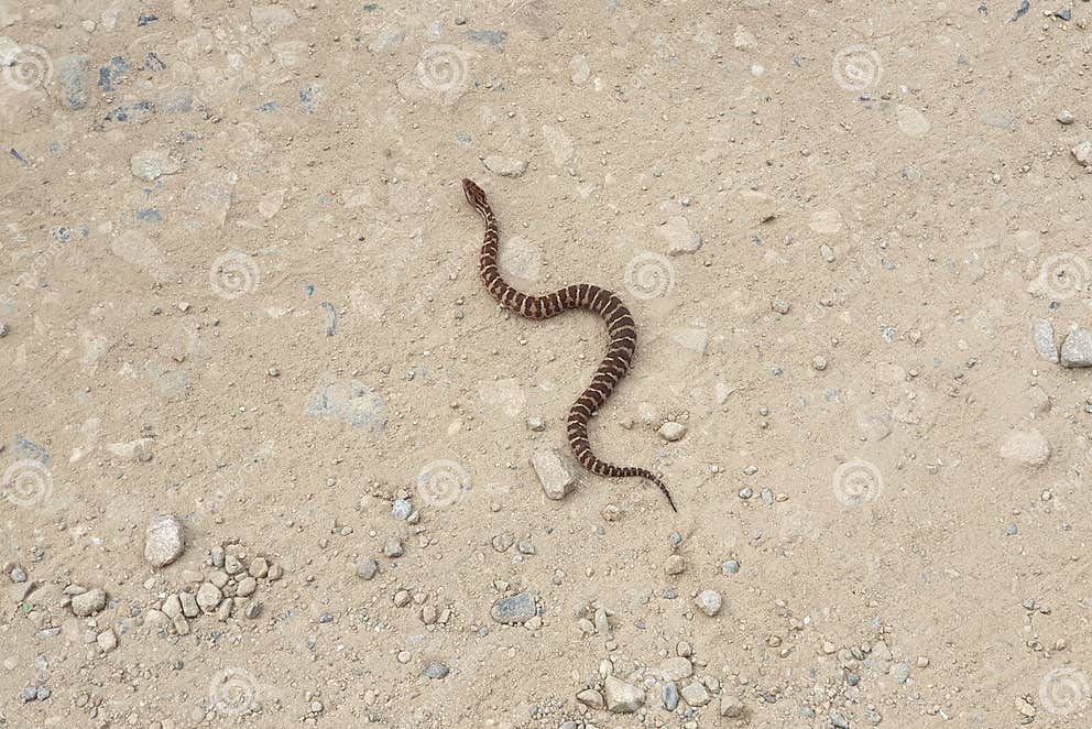 Gloydius halys snake stock image. Image of viper, nature - 160683985