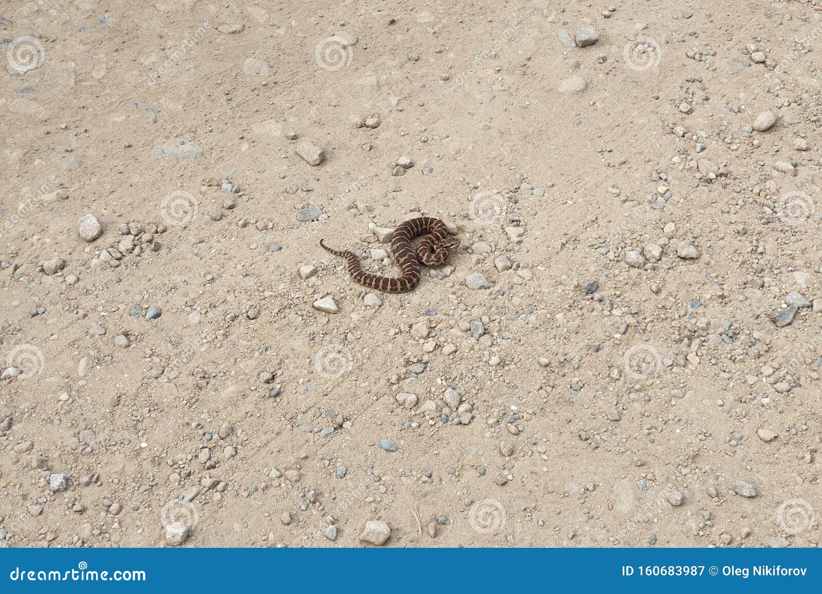 Gloydius halys snake stock image. Image of animal, poisonous - 160683987