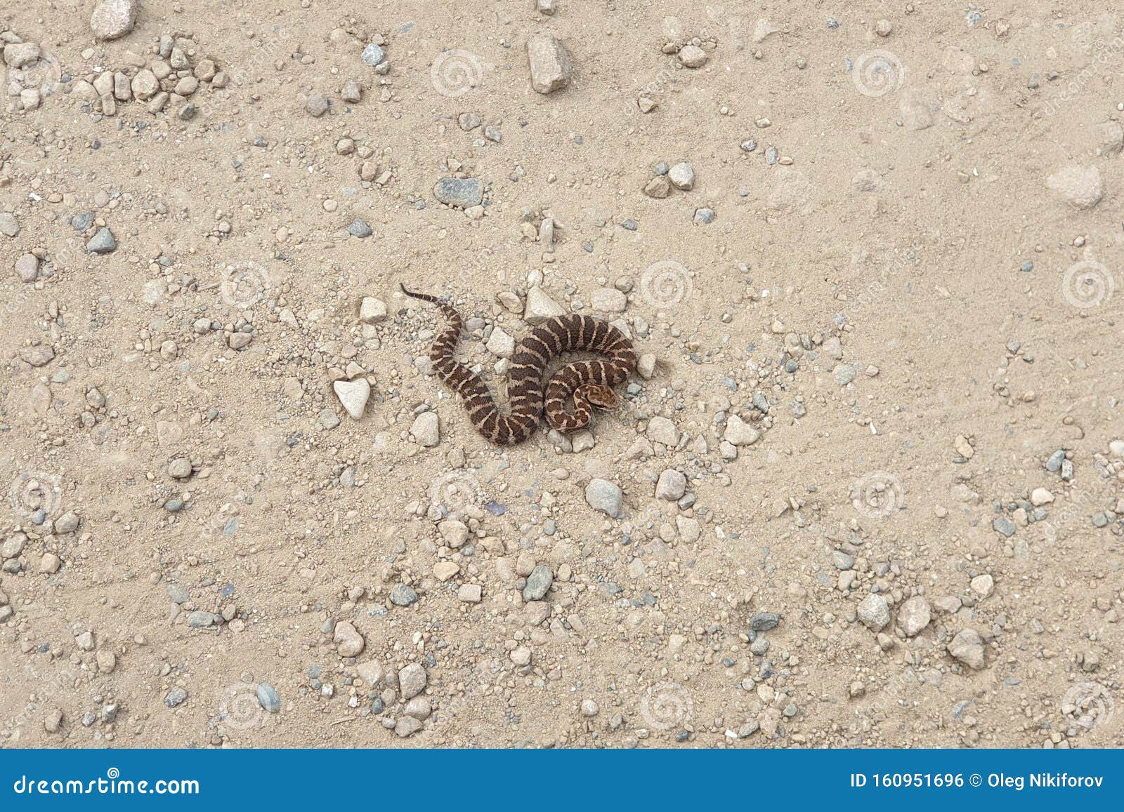 Gloydius halys snake stock photo. Image of animal, wildlife - 160951696