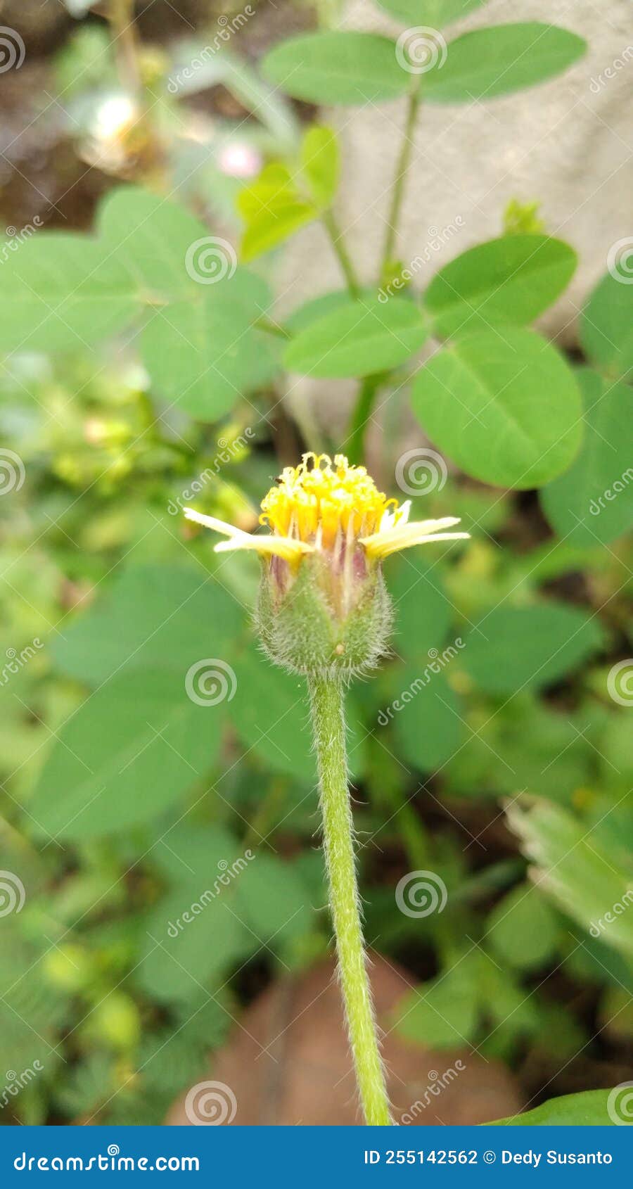 Fruit Acmella Oleracea (jambu, Toothache Plant, Paracress, Elect Stock ...