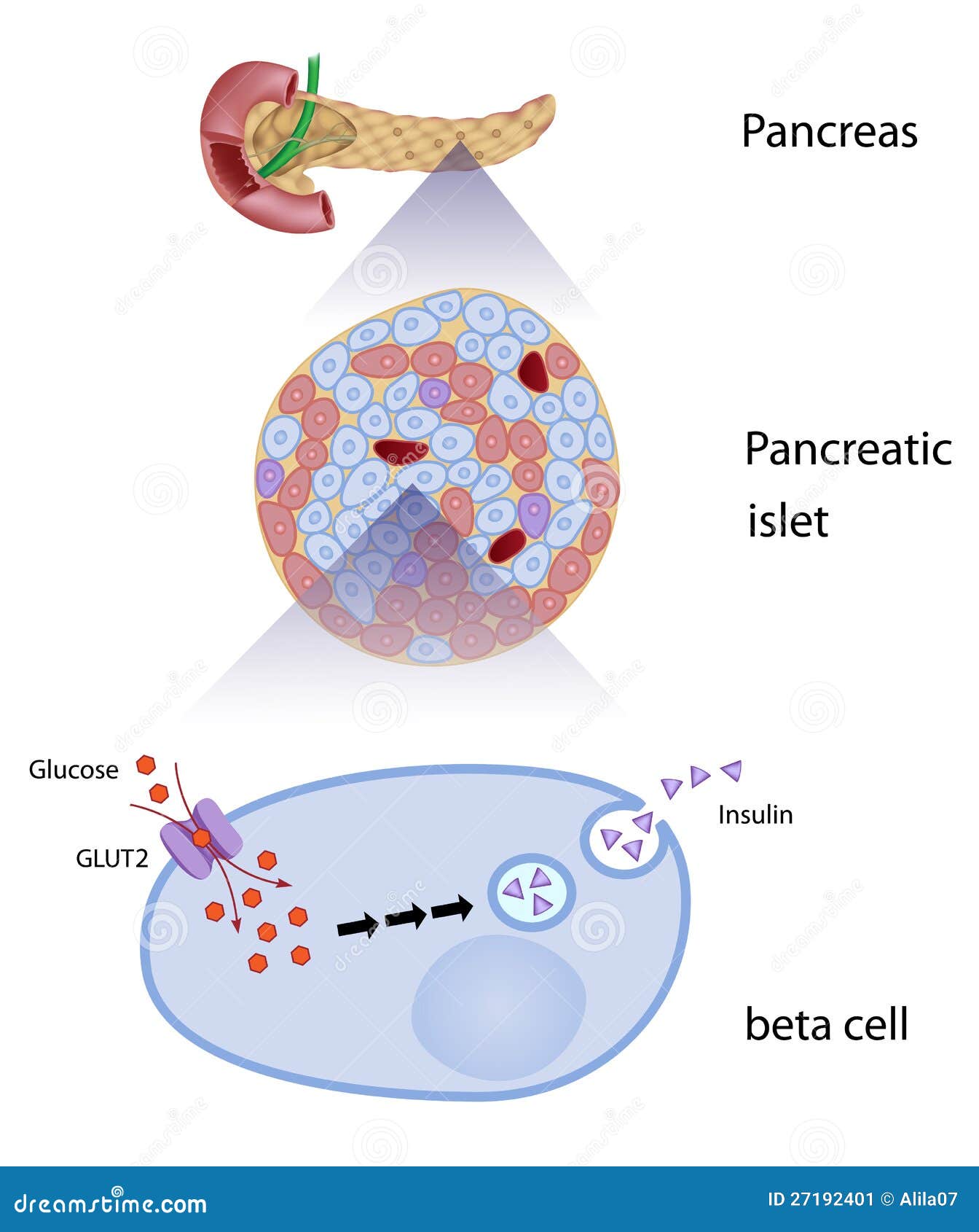 Glucose Induces Insulin Release In Beta Cells Stock Image - Image: 27192401