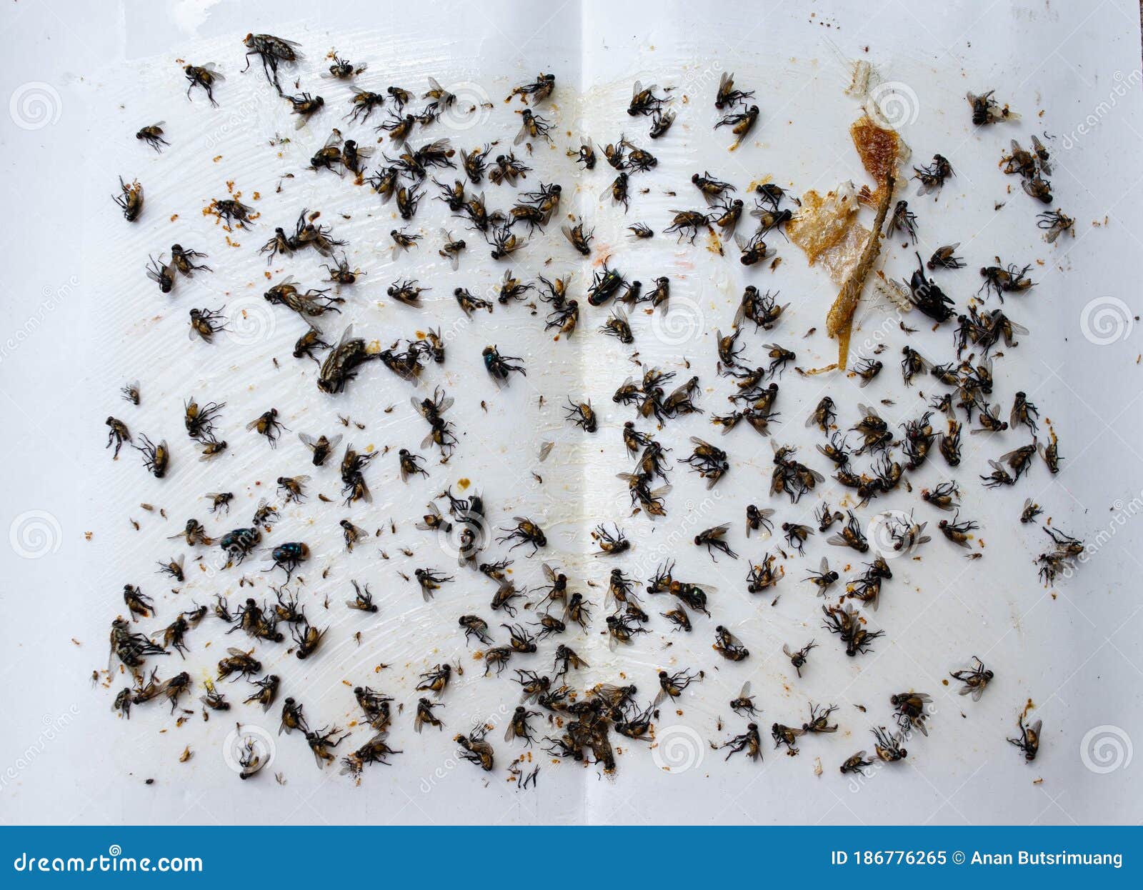 Glue to trap the fly stock image. Image of equipment - 186776265