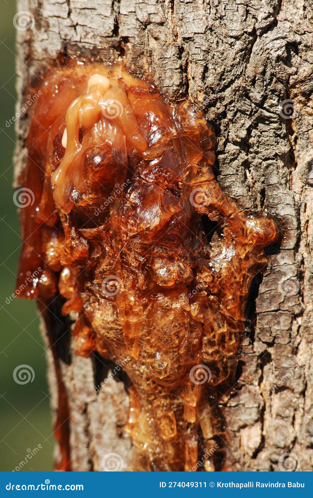 Glue on a Tree Trunk Texture in Nature Stock Image - Image of evening ...