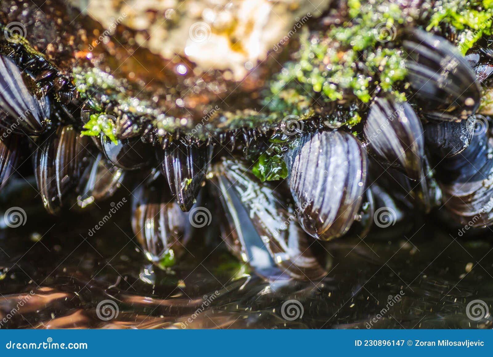 Glued Sea Shells on the Rocks Stock Image - Image of ocean, nature ...