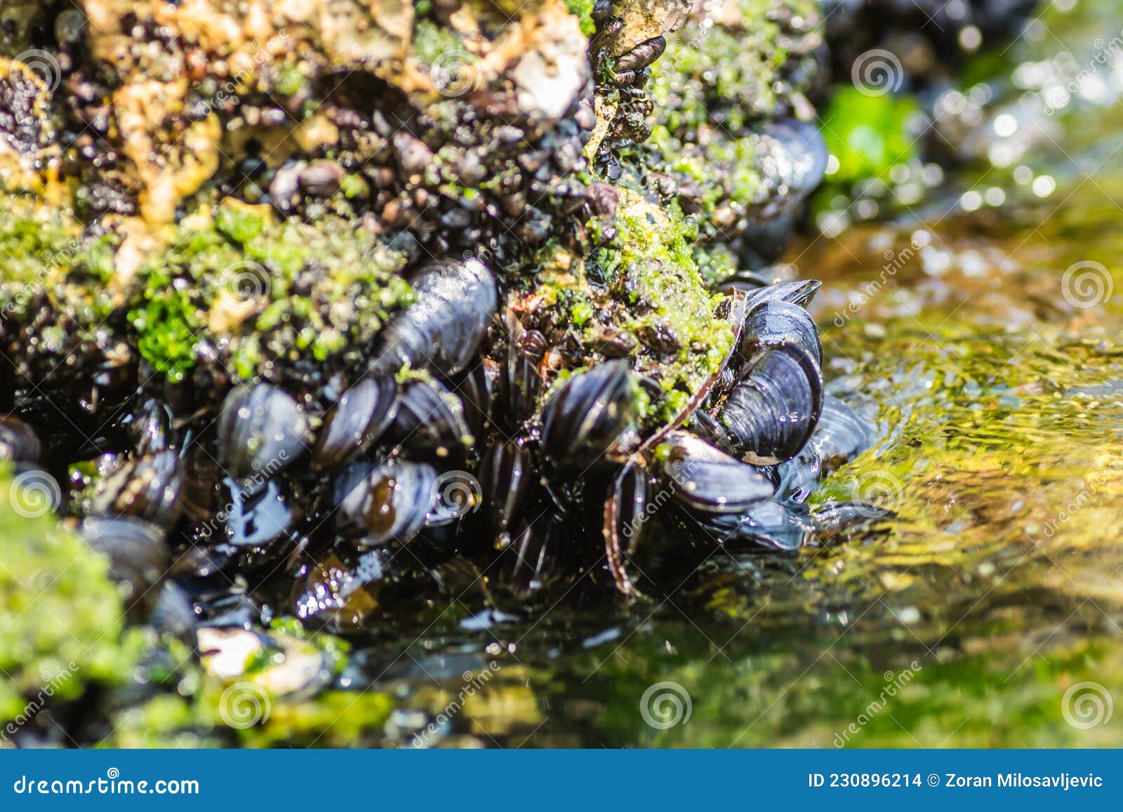 Glued Sea Shells on the Rocks Stock Photo - Image of moss, natural ...