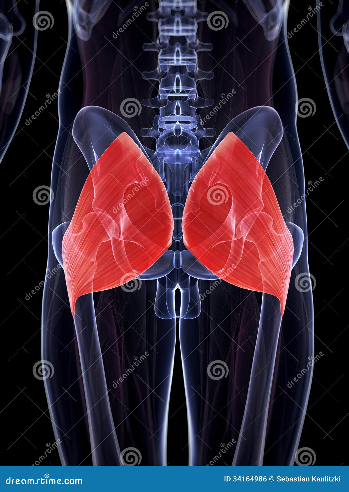 The gluteus maximus stock illustration. Illustration of medical - 34164986