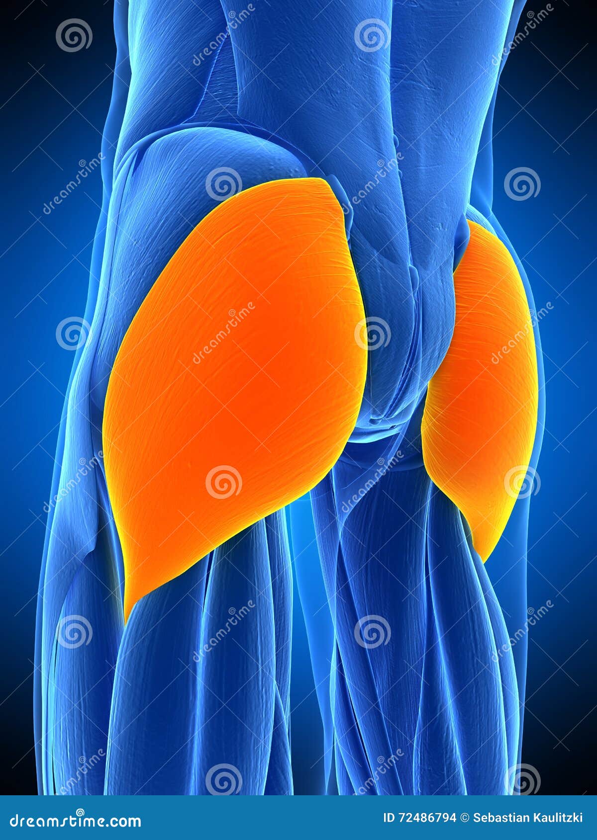 The gluteus maximus stock illustration. Illustration of muscle - 72486794