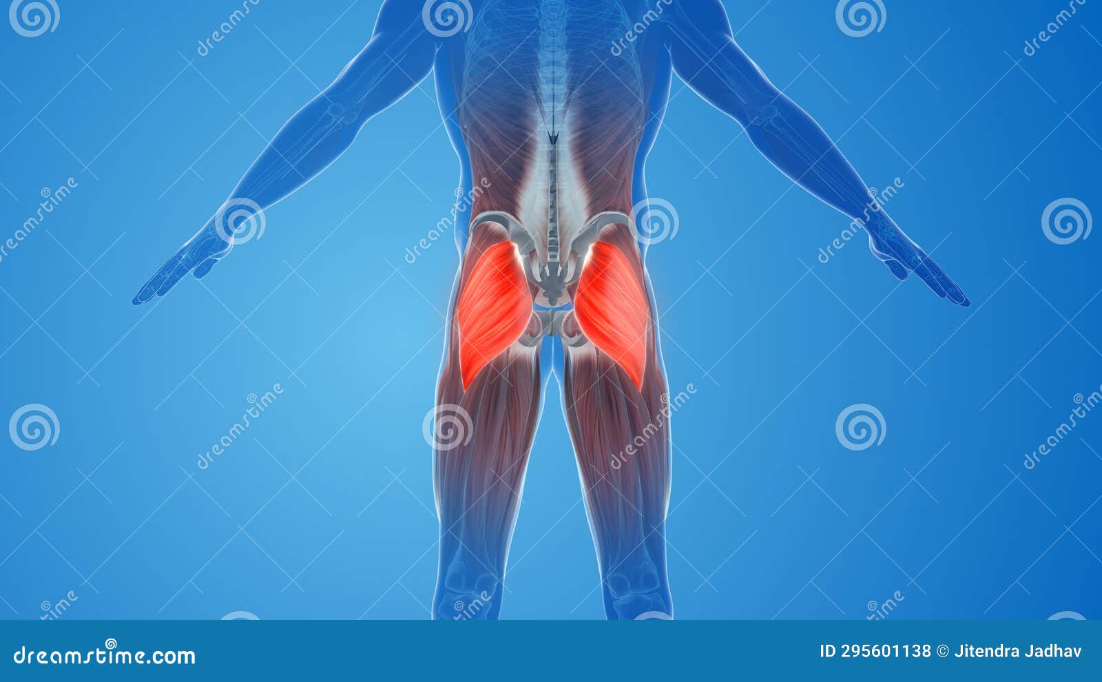 Gluteus Maximus Muscles Douleur Et Blessure Photo stock - Image du ...