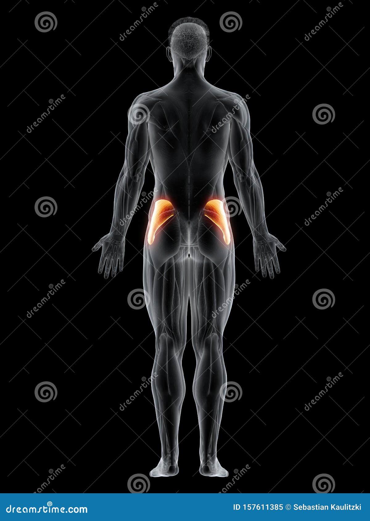 The gluteus medius stock illustration. Illustration of anatomical ...