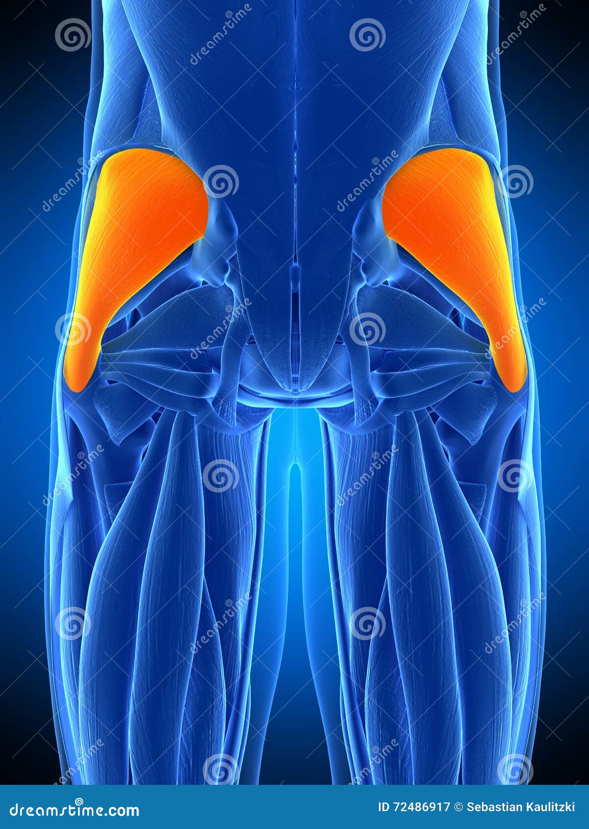 The gluteus medius stock illustration. Illustration of musculature ...