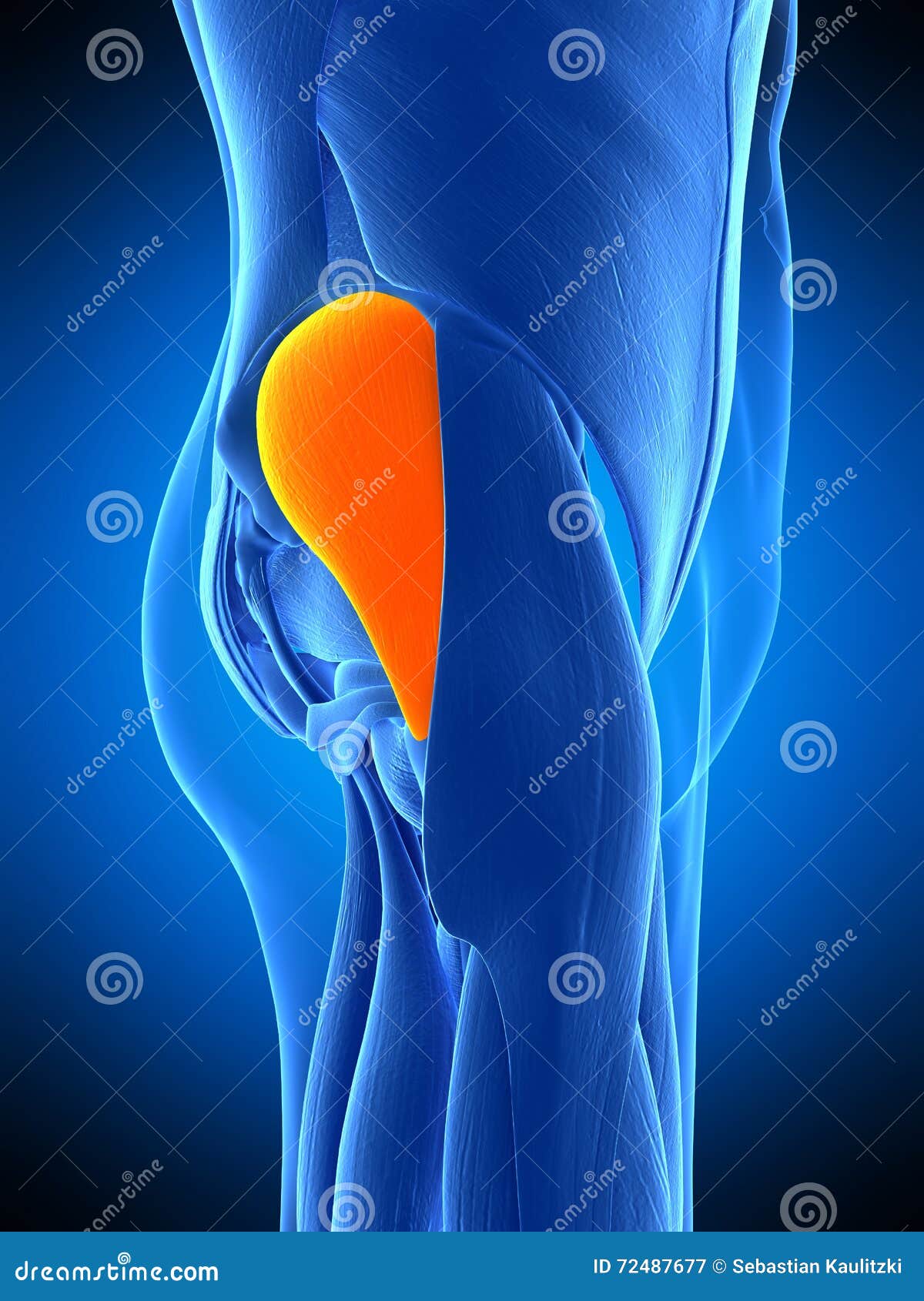 Gluteus Medius Stock Illustration | CartoonDealer.com #153406816
