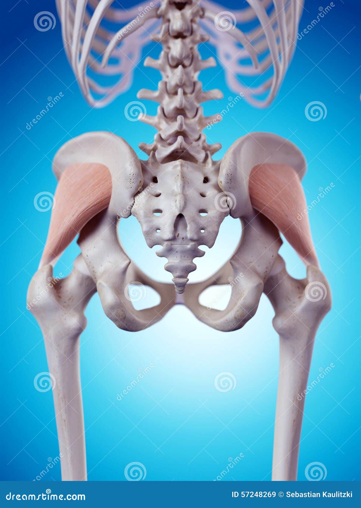 The gluteus minimus stock illustration. Illustration of bones - 57248269