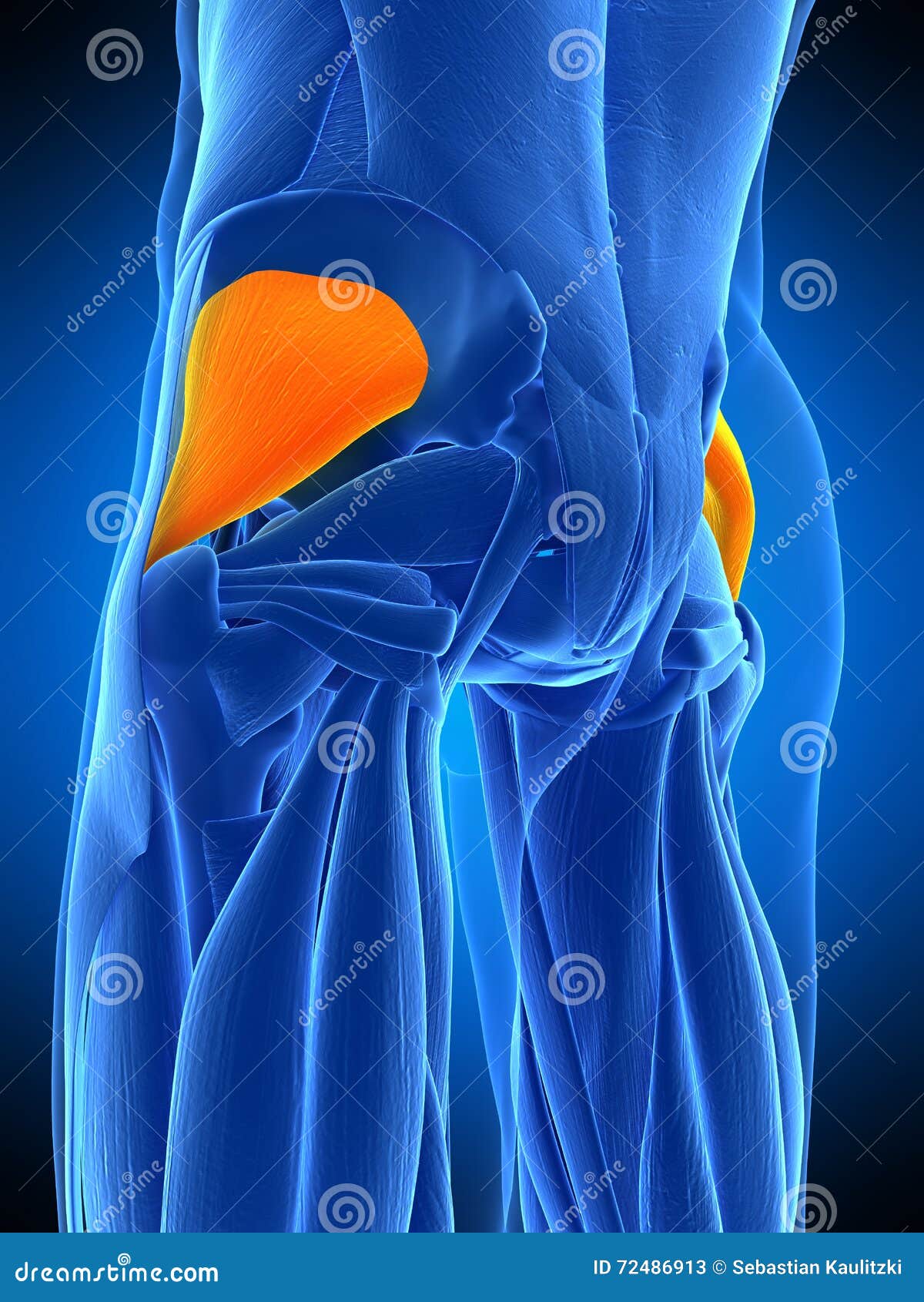 The gluteus minimus stock illustration. Illustration of pelvis - 72486913