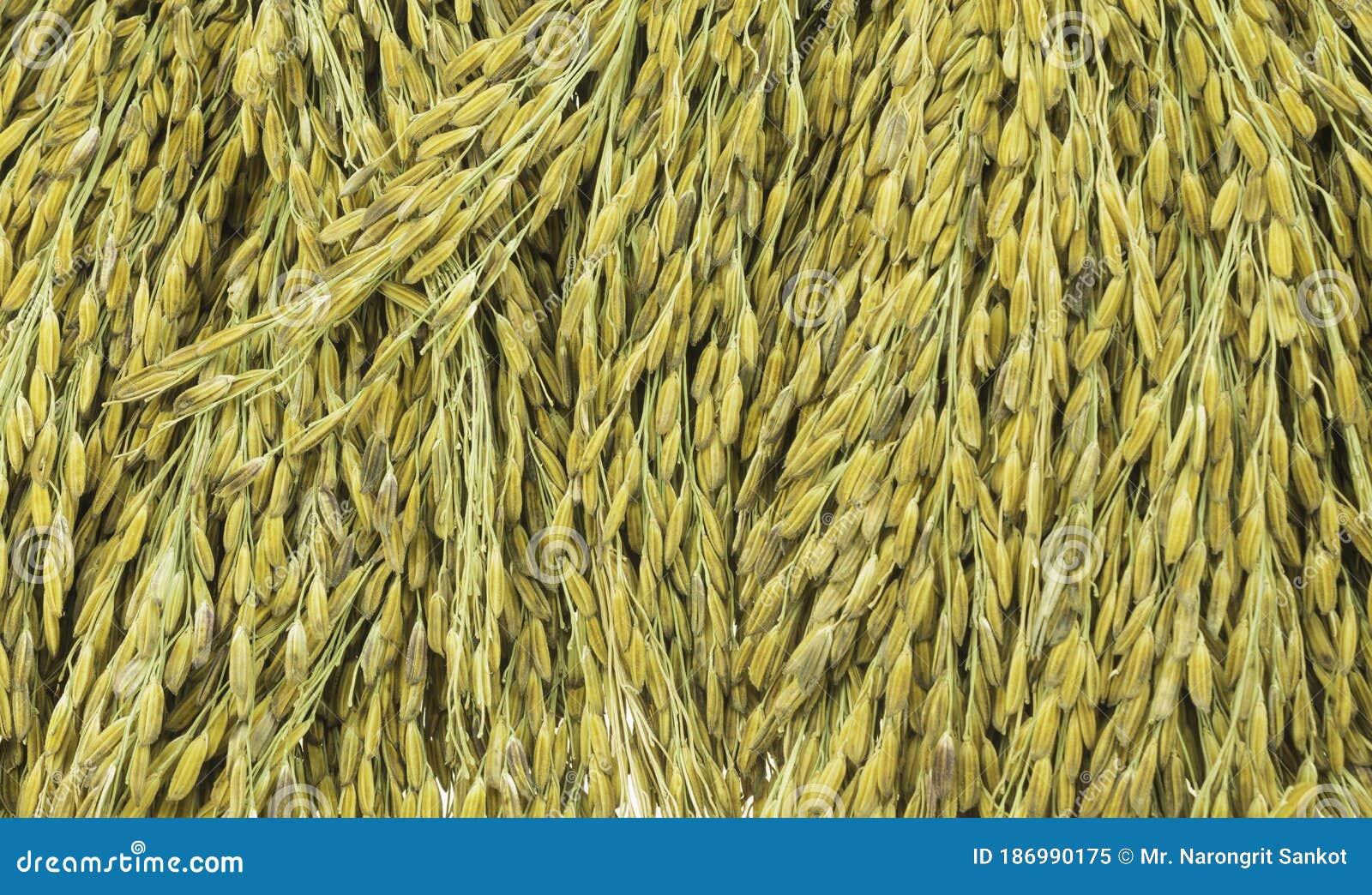 Glutinous rice grains stock image. Image of grained - 186990175