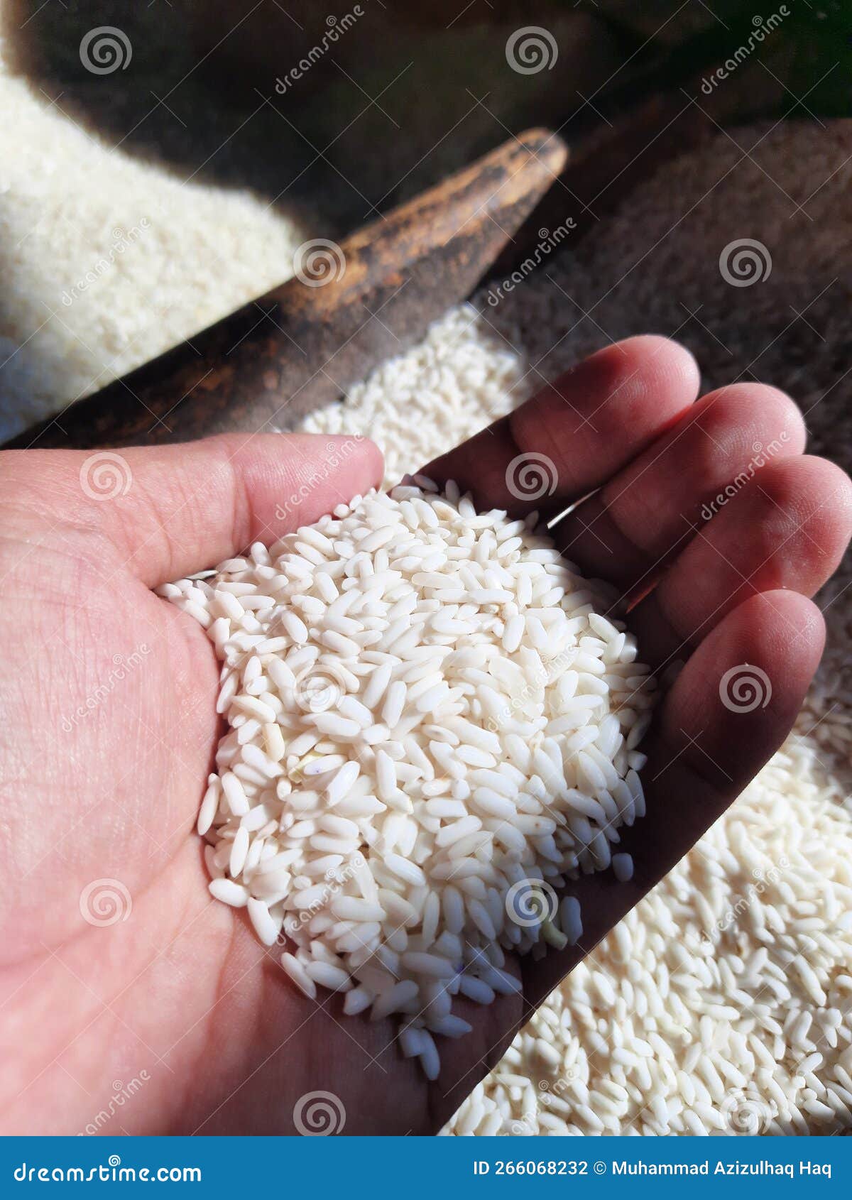 Glutinous rices stock photo. Image of farm, food, harvest - 266068232