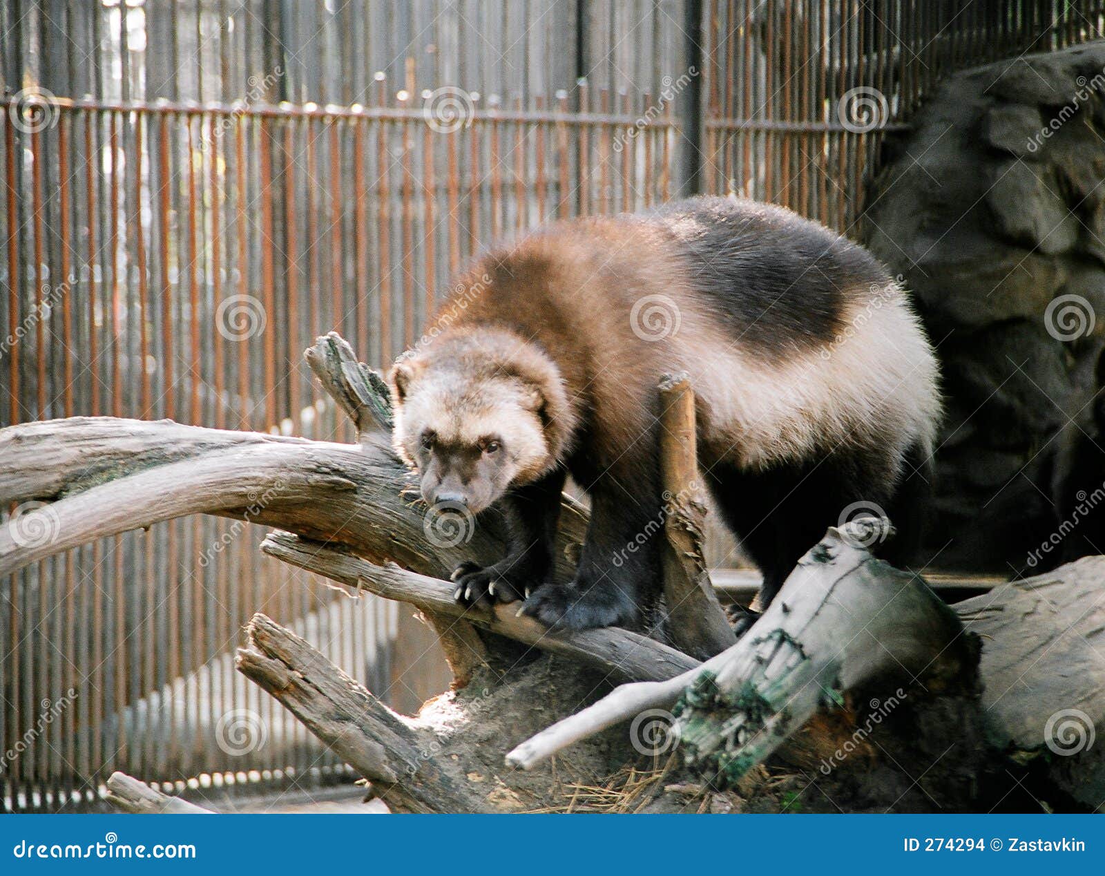 Glutton stock photo. Image of prey, animals, novosibirsk - 274294