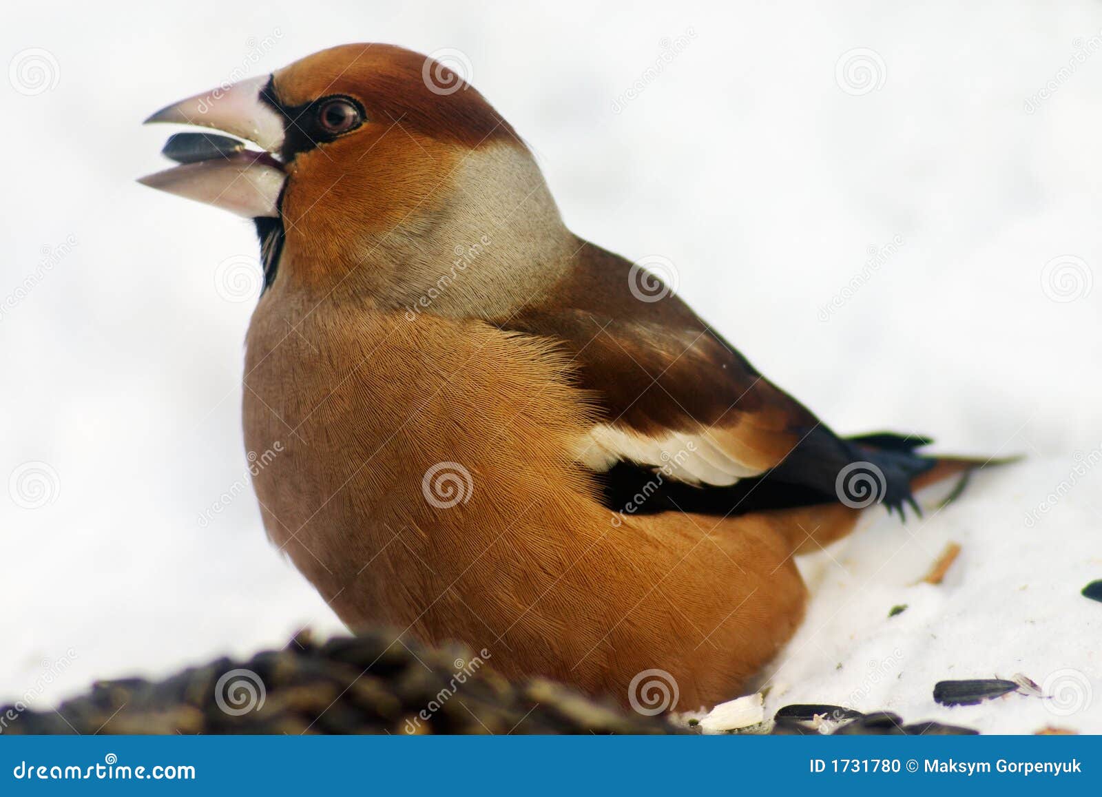 Glutton bird stock photo. Image of bill, dicky, barley - 1731780