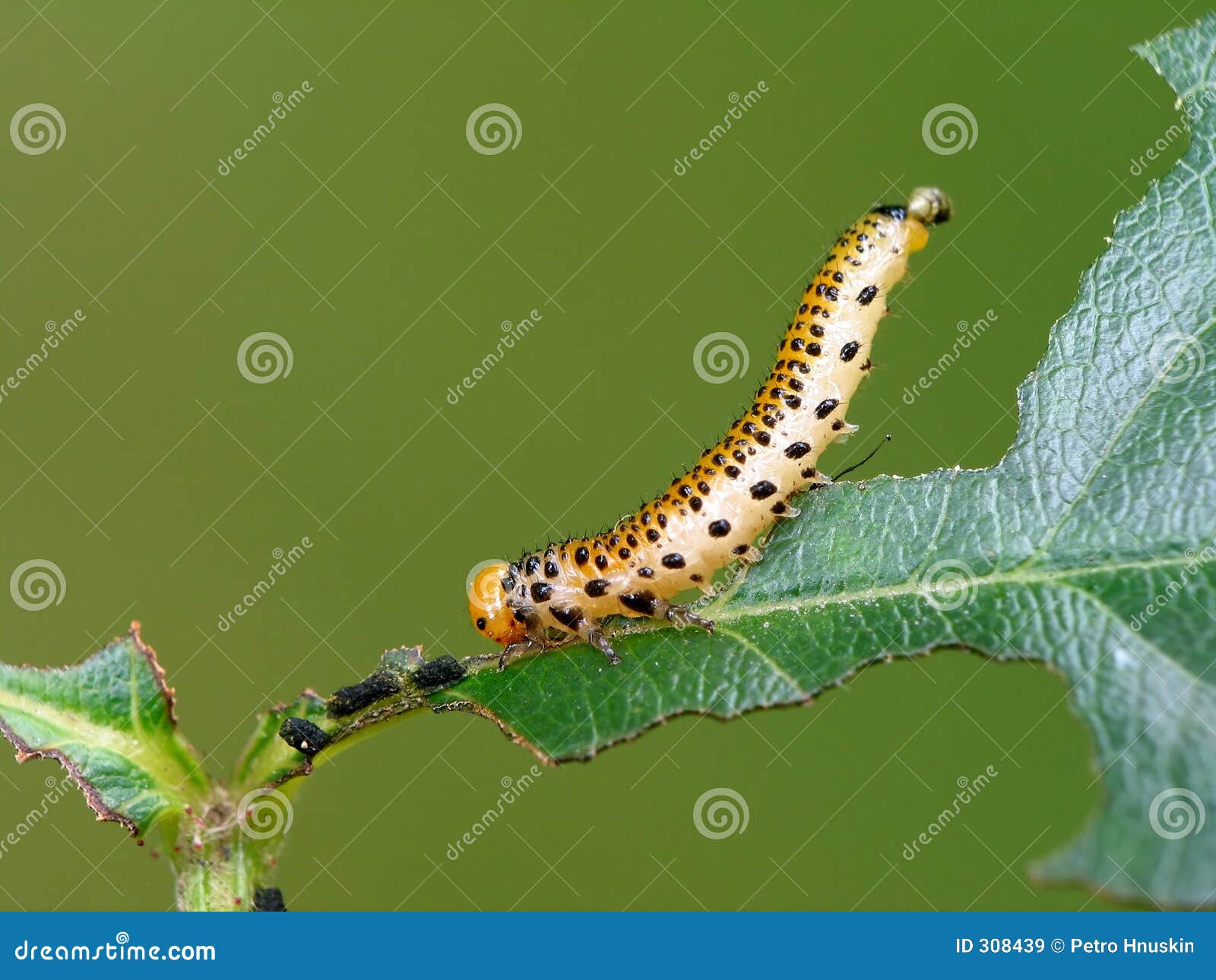 The glutton a caterpillar. stock image. Image of harm, plant - 308439