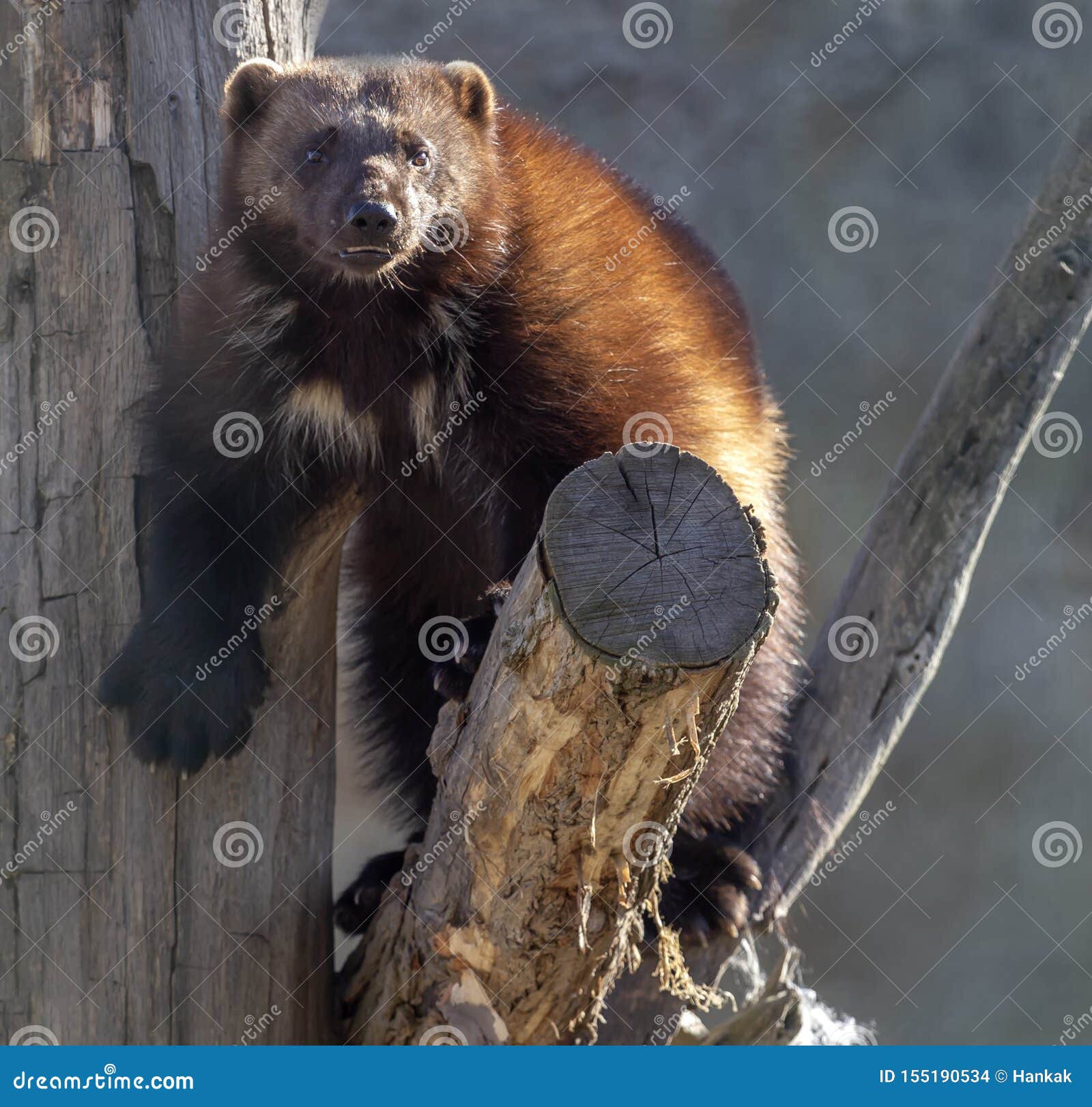 Glutton is Sitting on the Tree Stock Photo - Image of danger, wolverine ...