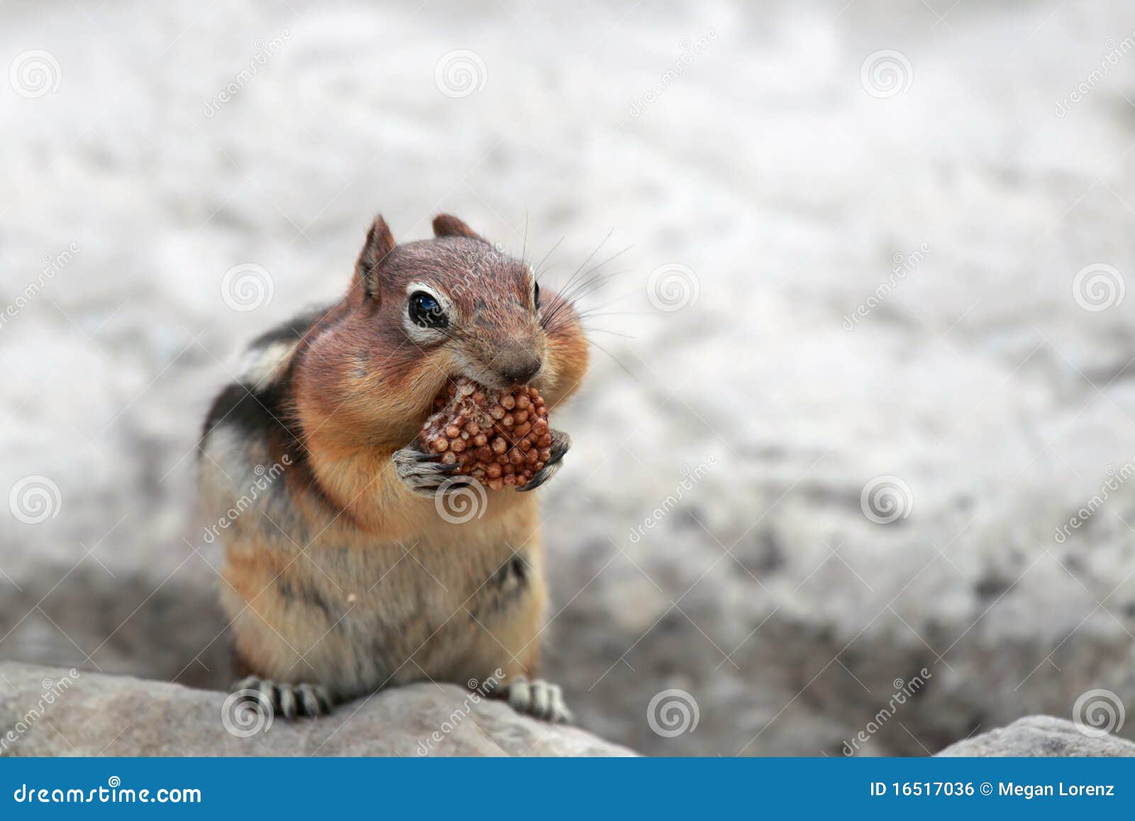 Gluttony stock photo. Image of staring, watching, wild - 16517036