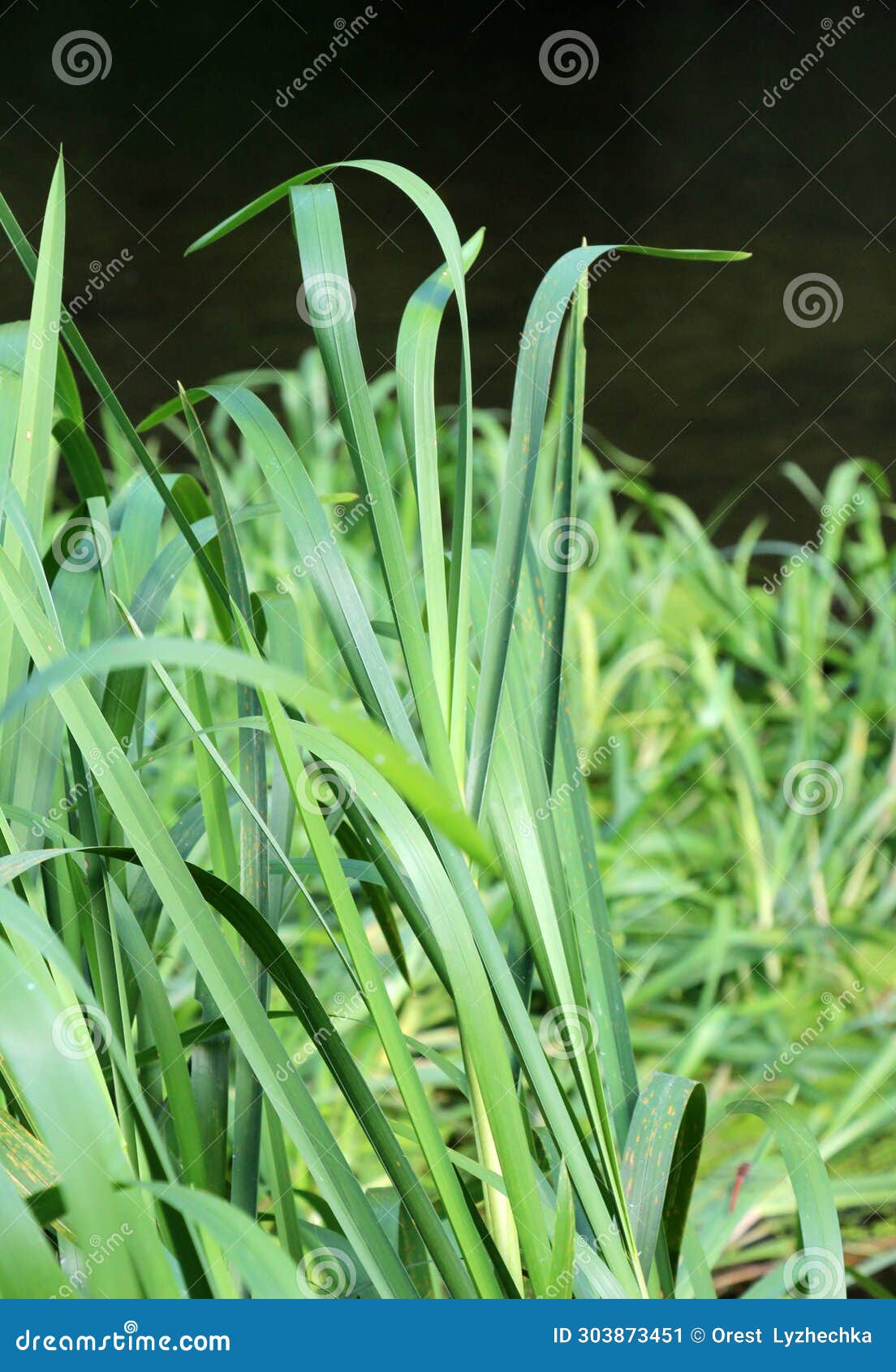 Glyceria Maxima Grows on the Banks of the River and in the Water Stock ...