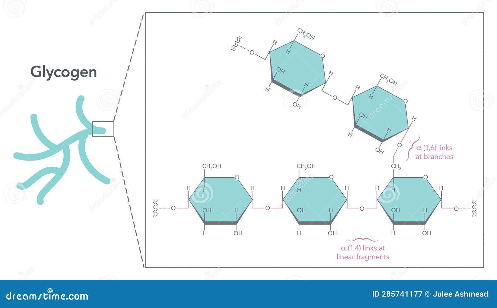 Glycogen Structure and Linkages Biochemistry Vector Illustration ...