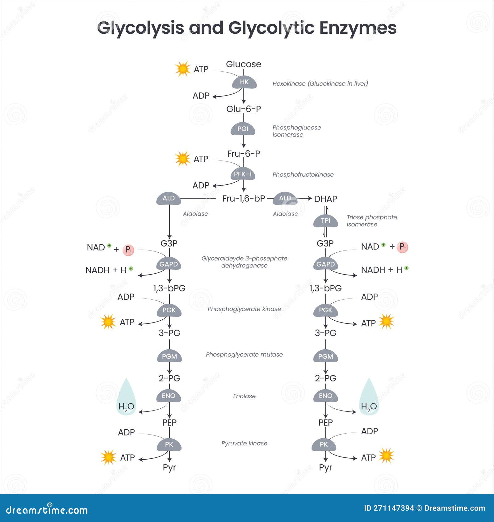 Glycolysis Biochemistry Science Vector Illustration Diagram Stock ...