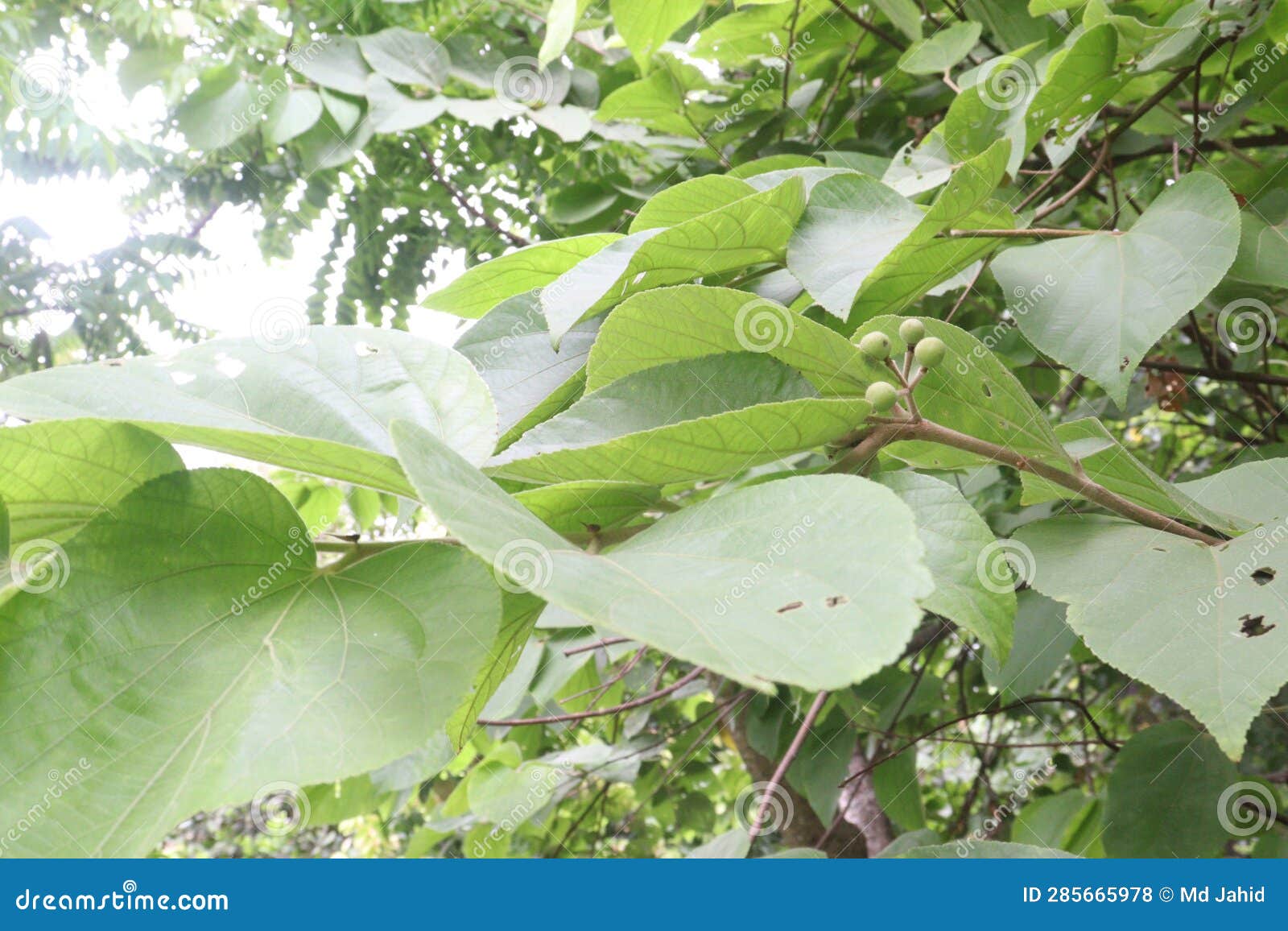 Gmelina Arborea Tree Plant on Farm Stock Photo - Image of blossom ...