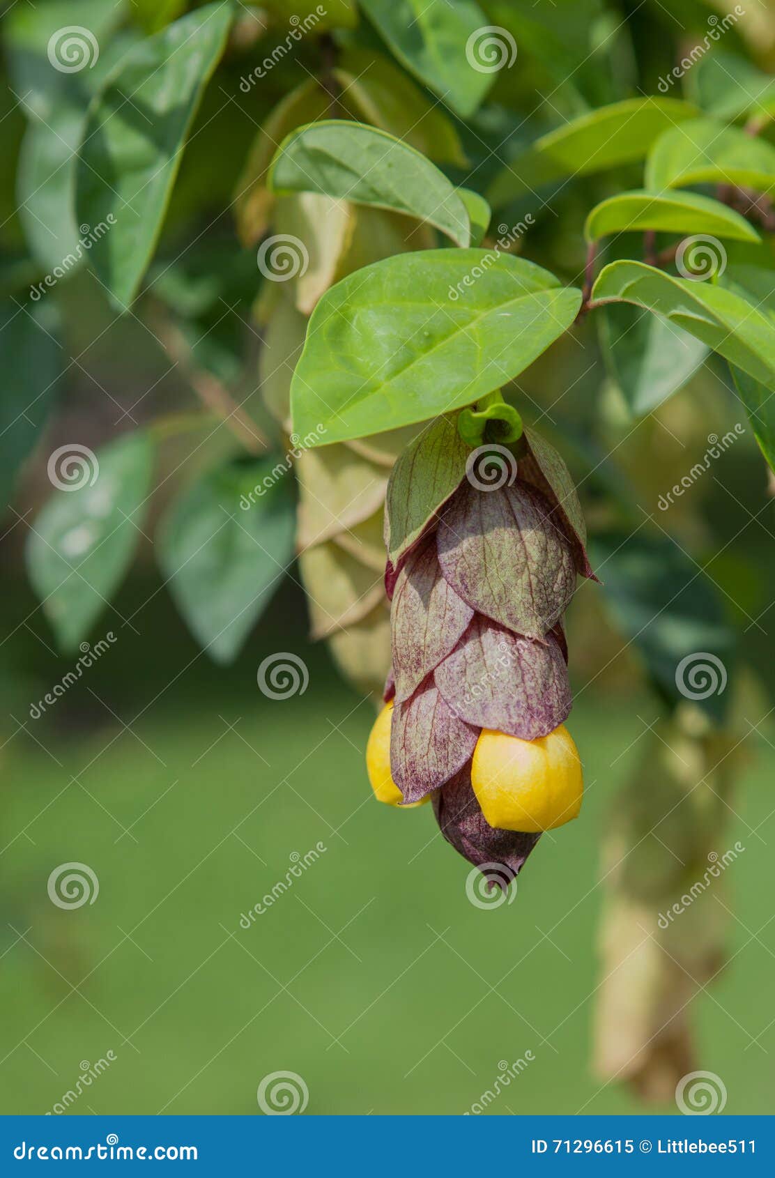 Gmelina Philippensis Flower Plant On Nursery Royalty-Free Stock Photo ...