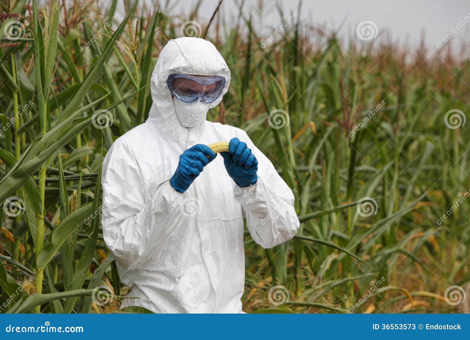 GMO - Biotechnology Engineer Examining Corn Cob on Stock Image - Image ...