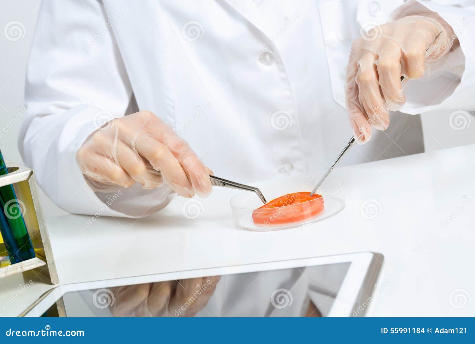 GMO check stock photo. Image of experiment, biology, medical - 55991184