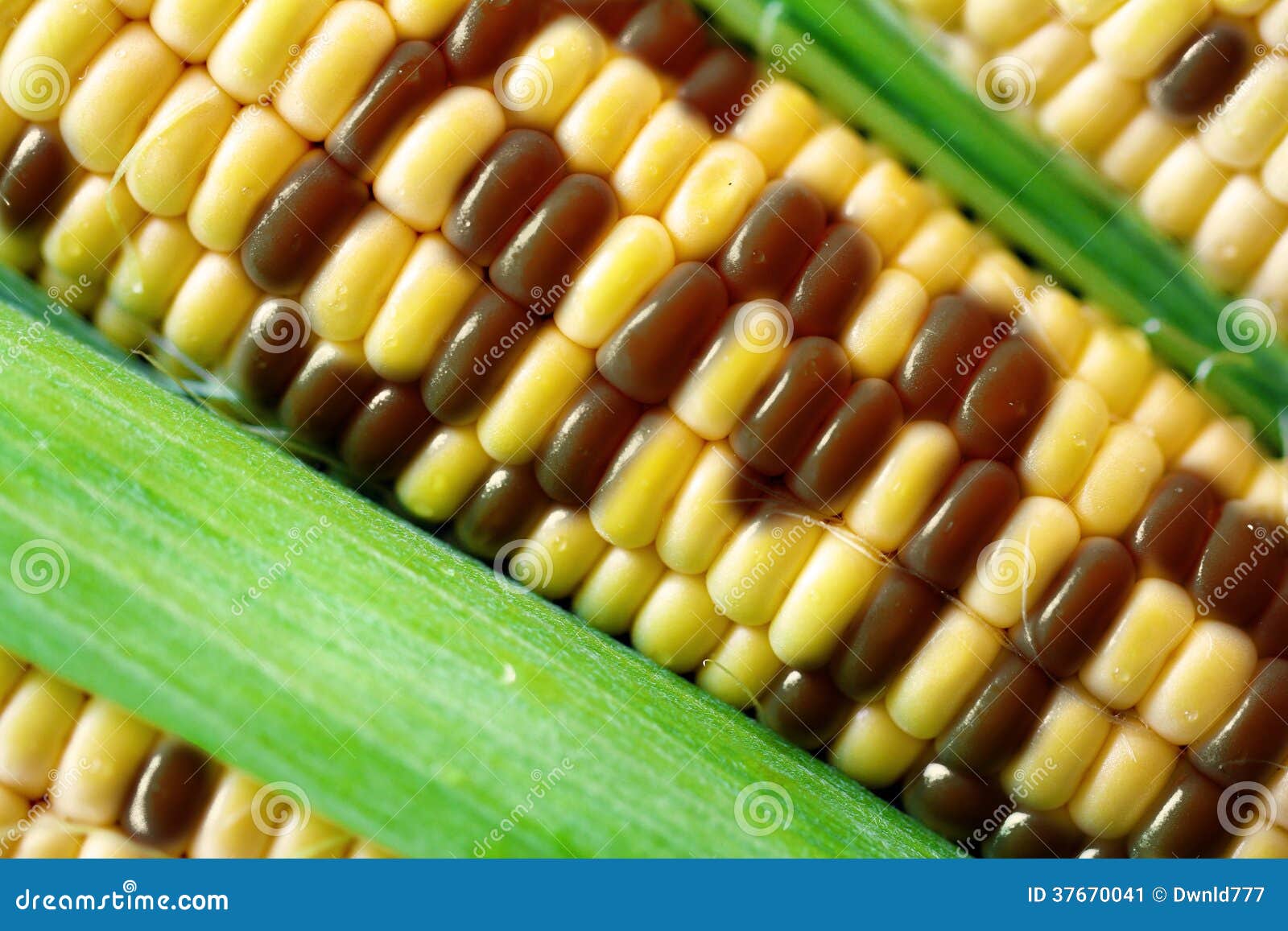Gmo Corn