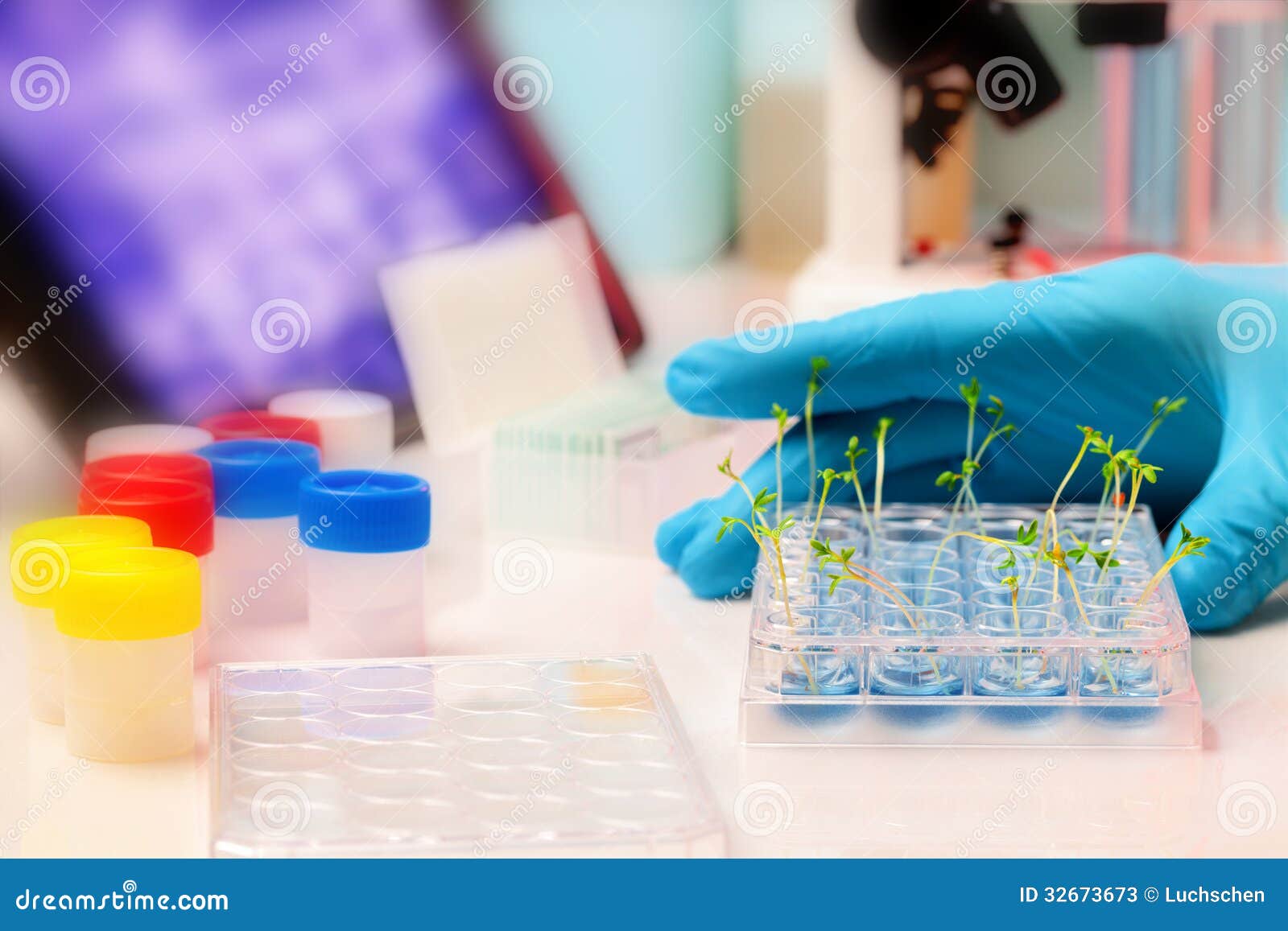 GMO crop plants stock image. Image of biology, plant - 32673673