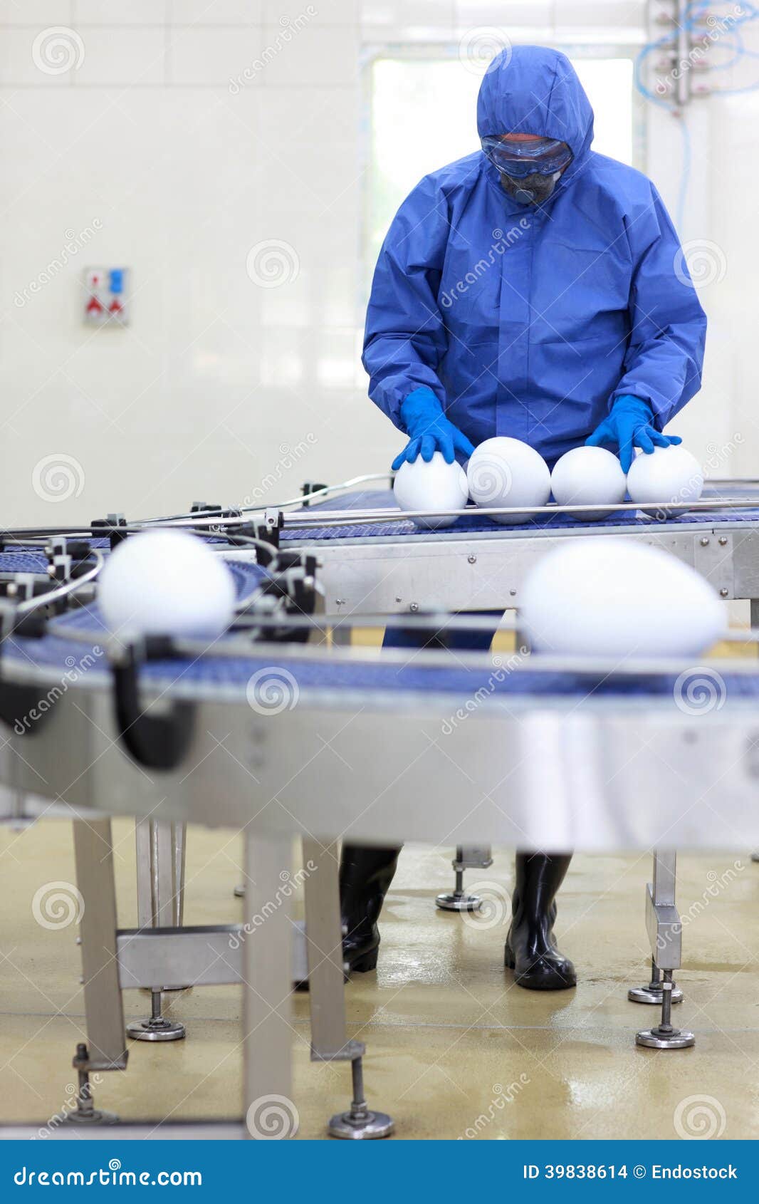 GMO - Engineer with Xxl Size Eggs at Production L Stock Photo - Image ...