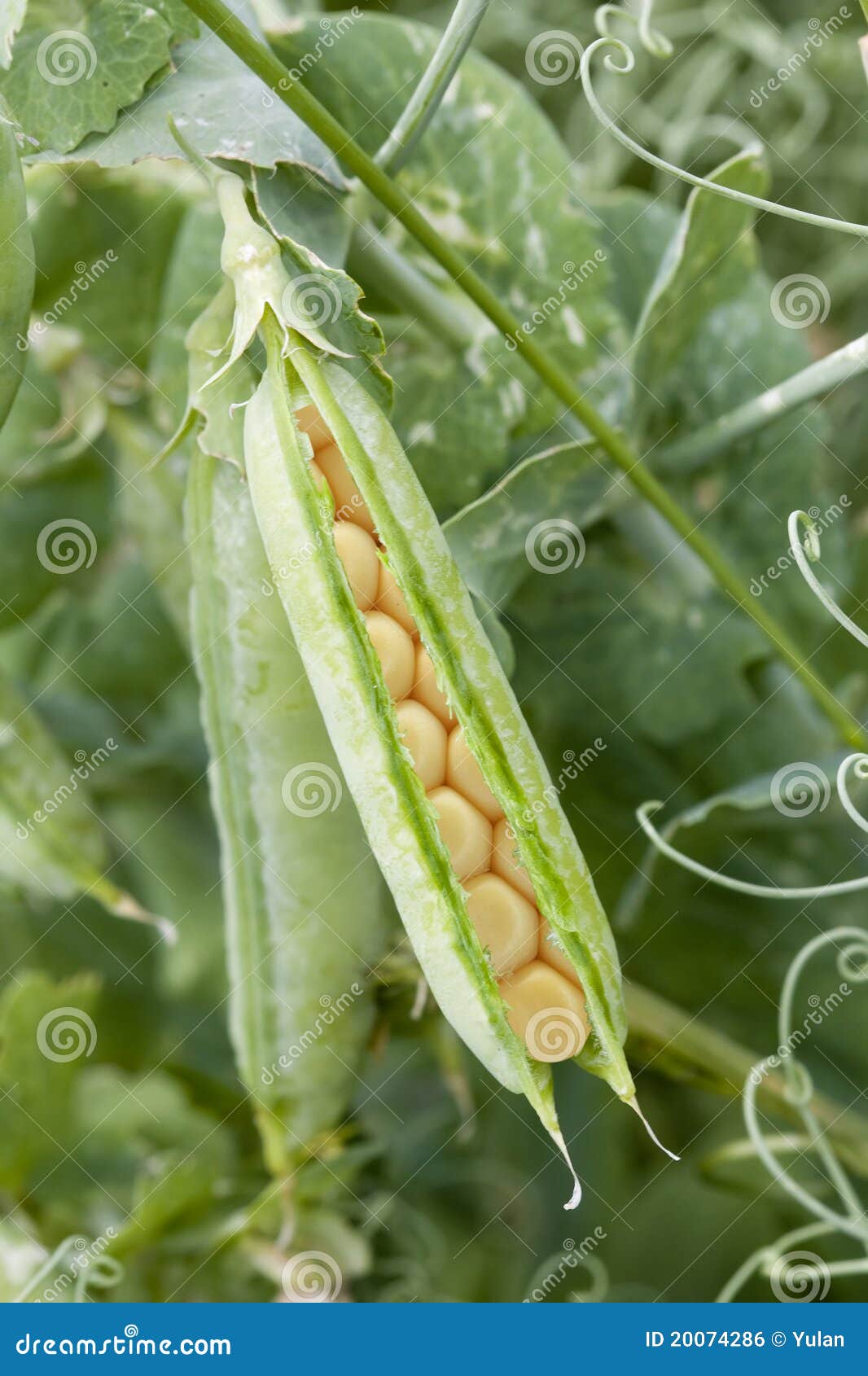 GMO Food - Maize Corns in Pea Pod Stock Photo - Image of plant, green ...